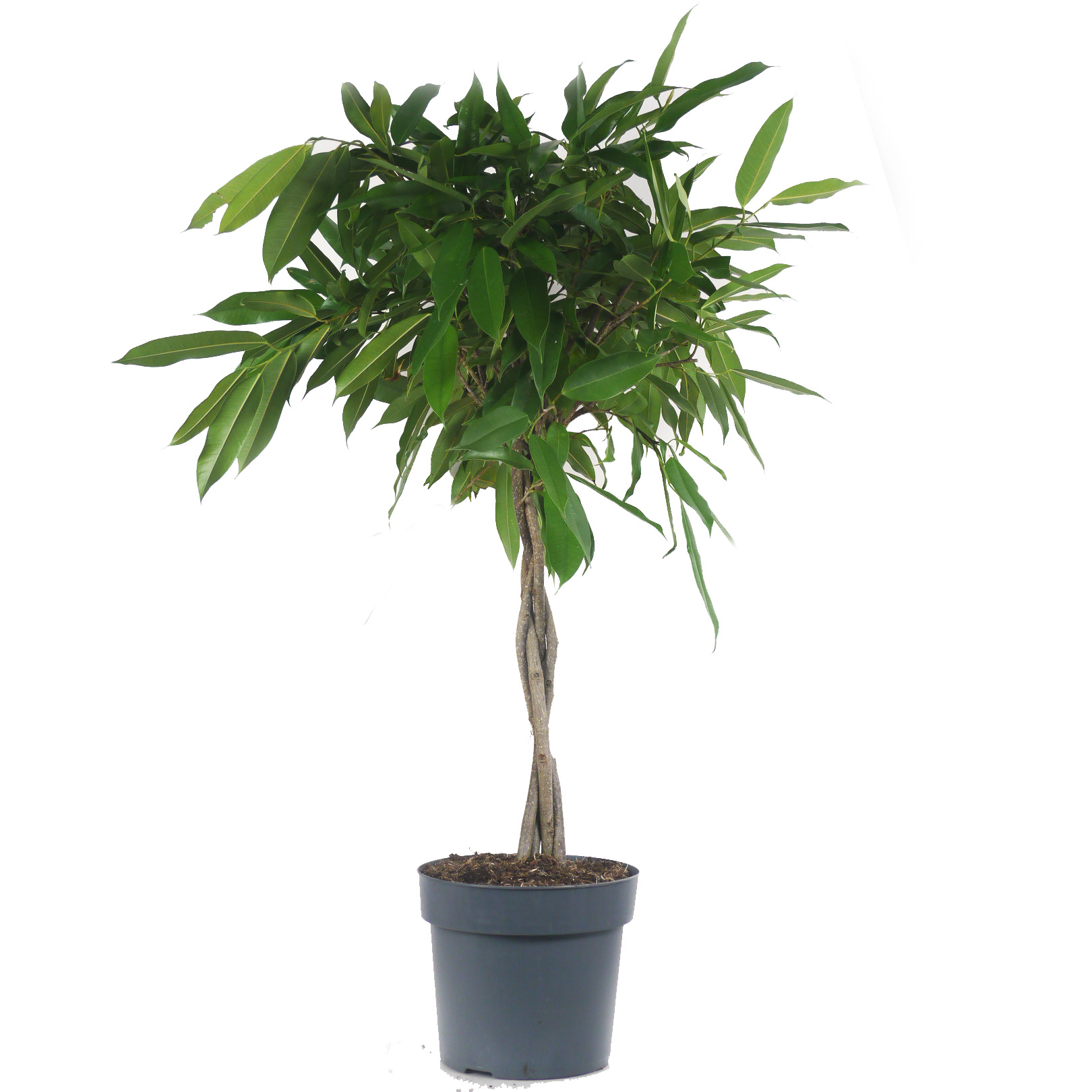 Ficus sabre : venda Ficus sabre / Ficus binnendijkii