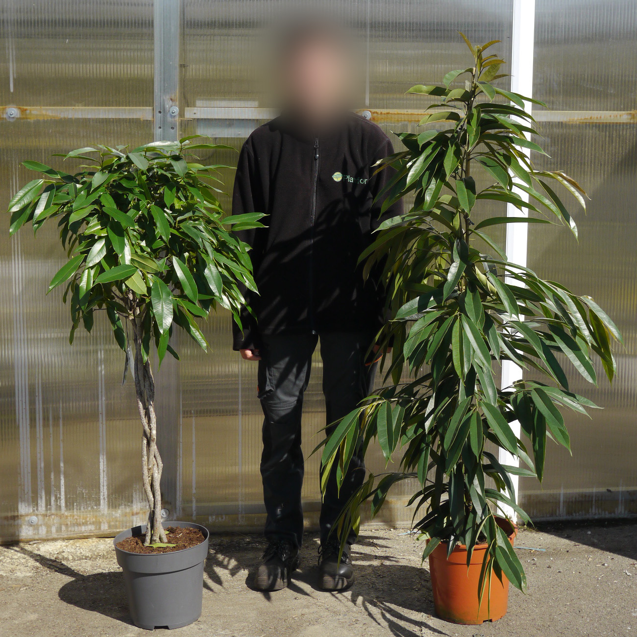 Ficus sabre : venda Ficus sabre / Ficus binnendijkii