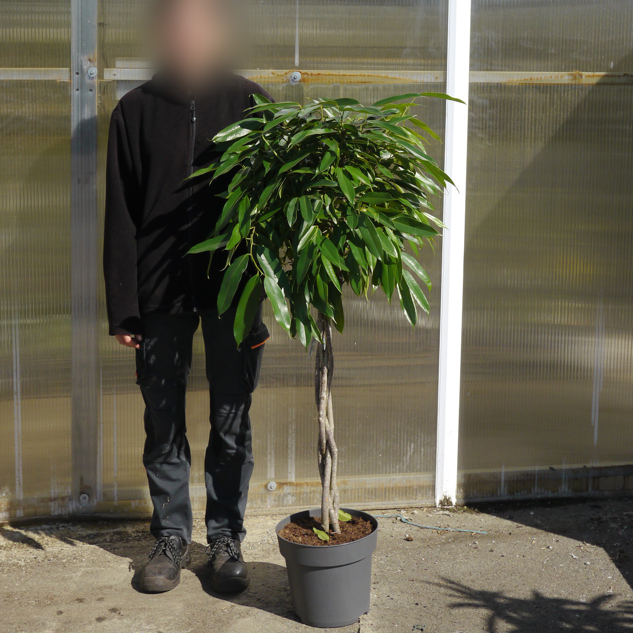 Ficus sabre : venda Ficus sabre / Ficus binnendijkii