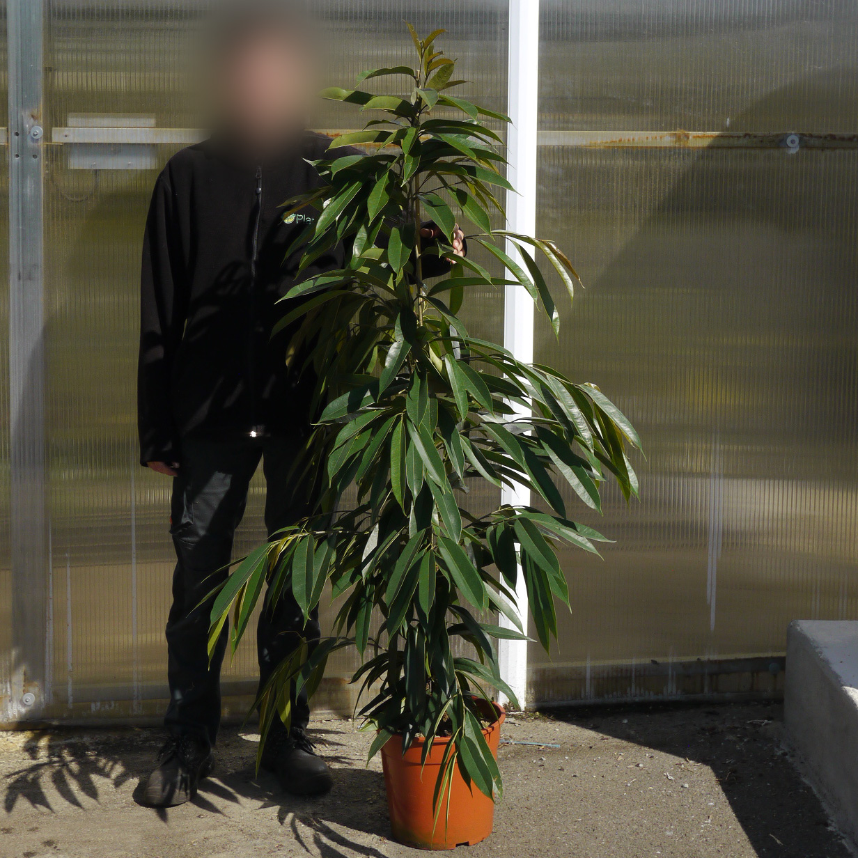 Ficus sabre : venda Ficus sabre / Ficus binnendijkii