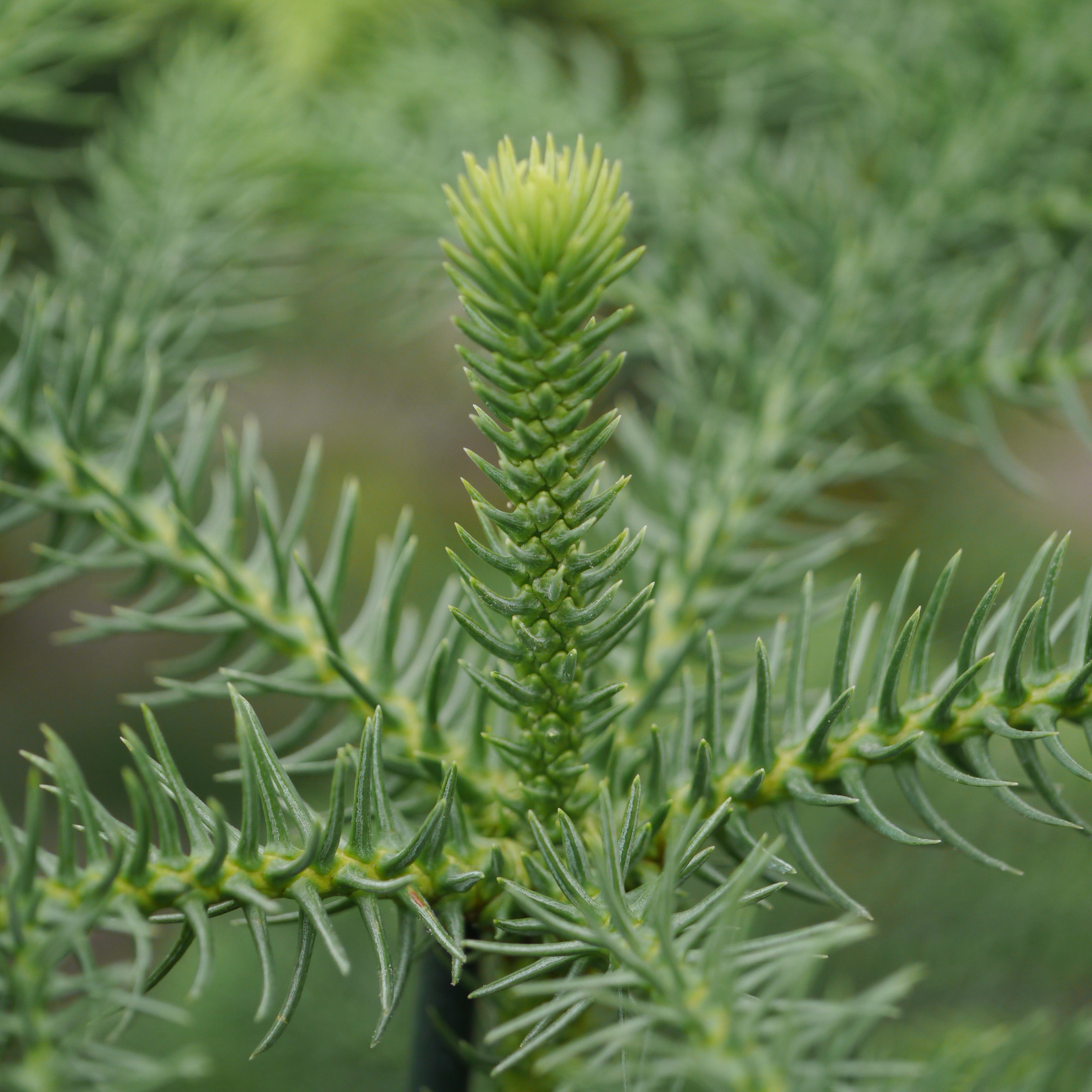 Pinheiro de Norfolk, Araucaria heterophylla : venda Pinheiro de Norfolk ...