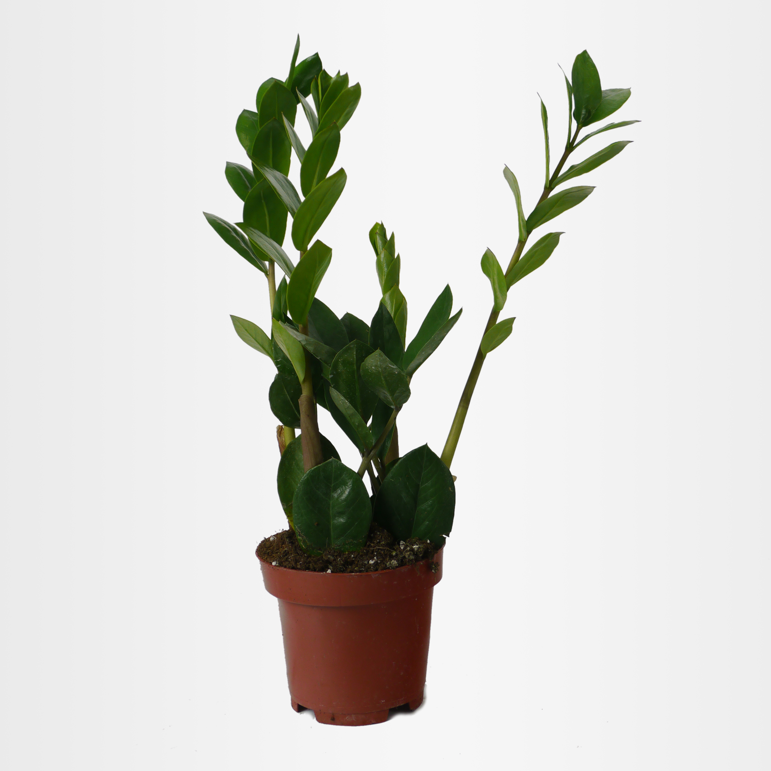 Zamioculcas : venda Zamioculcas / Zamioculcas zamiifolia
