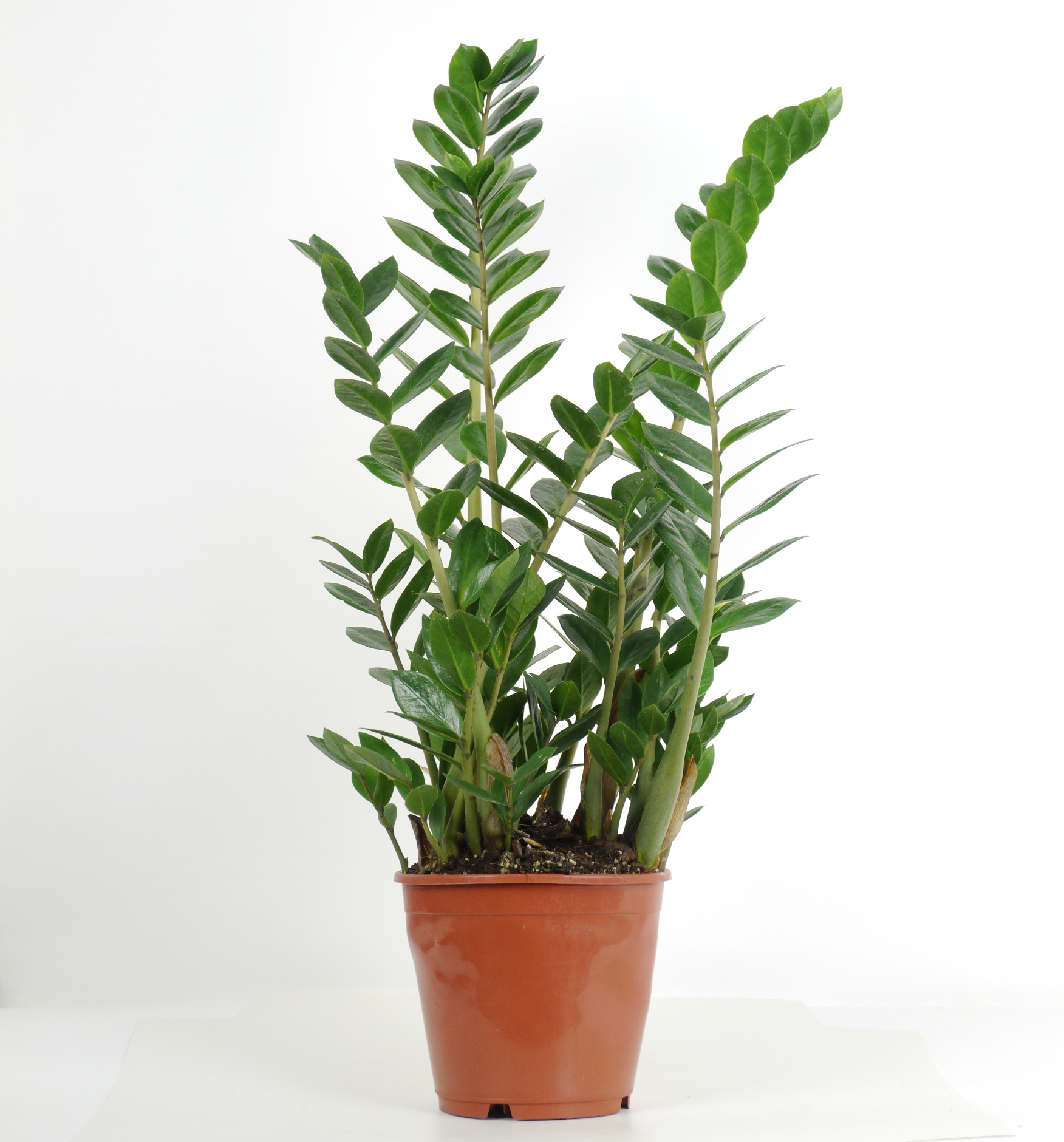 Zamioculcas : venda Zamioculcas / Zamioculcas zamiifolia
