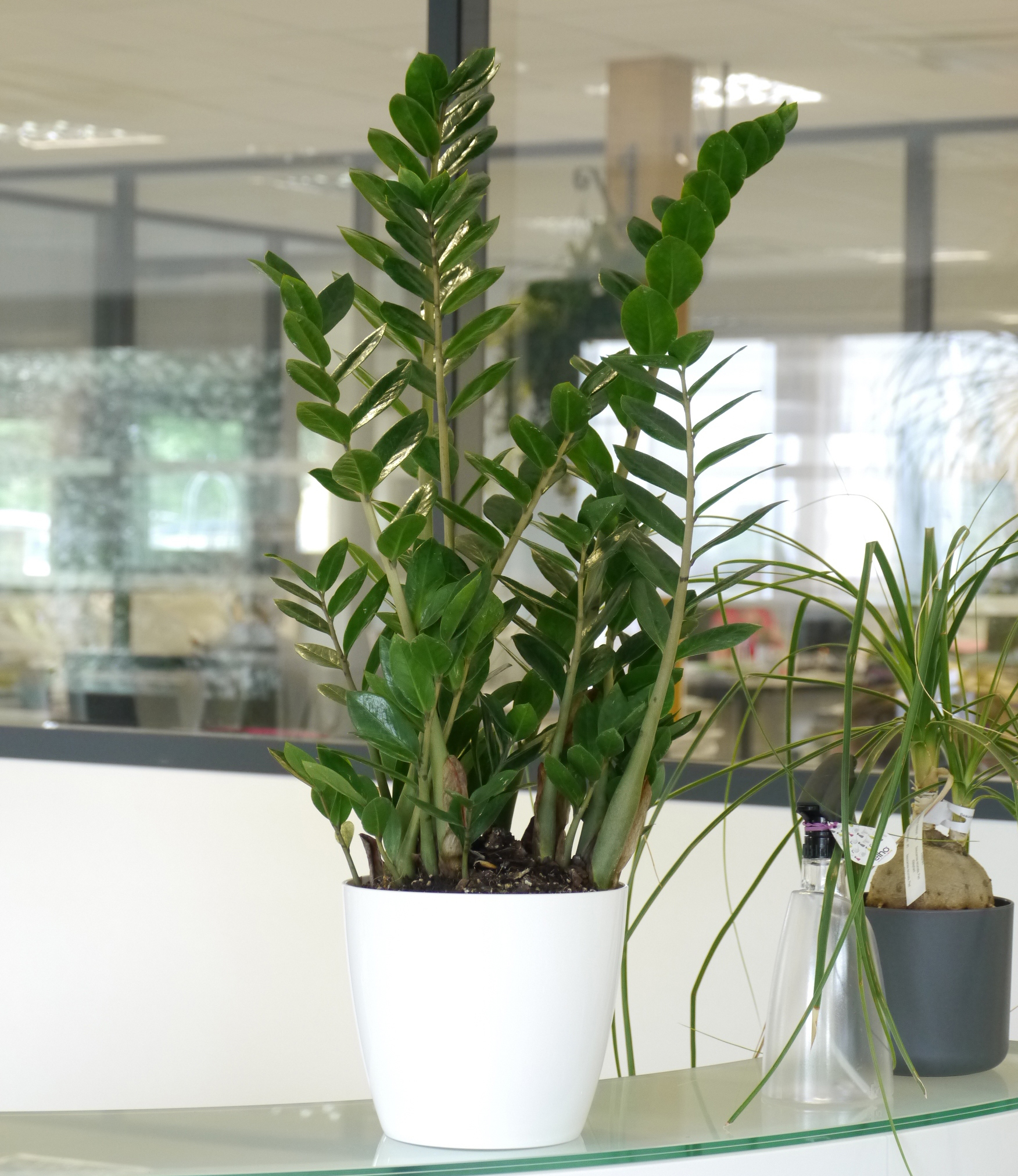 Zamioculcas : venda Zamioculcas / Zamioculcas zamiifolia