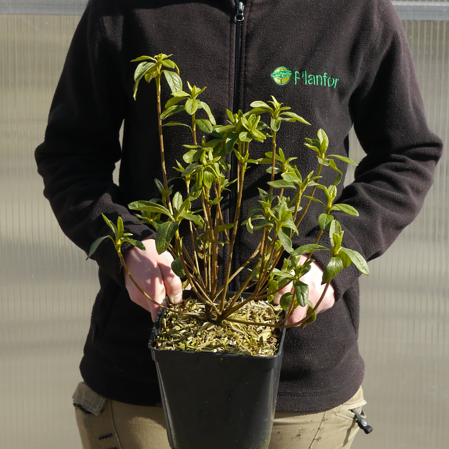 Azálea japonesa 'Palestrina' : venda Azálea japonesa 'Palestrina ...