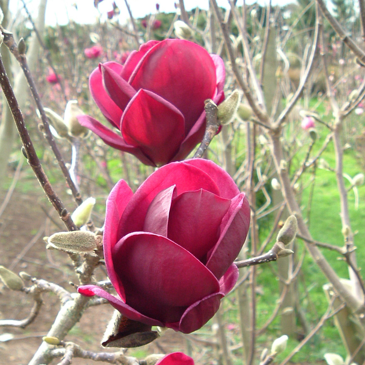 Magnólia 'Génie' : venda Magnólia 'Génie' / Magnolia soulangeana x ...