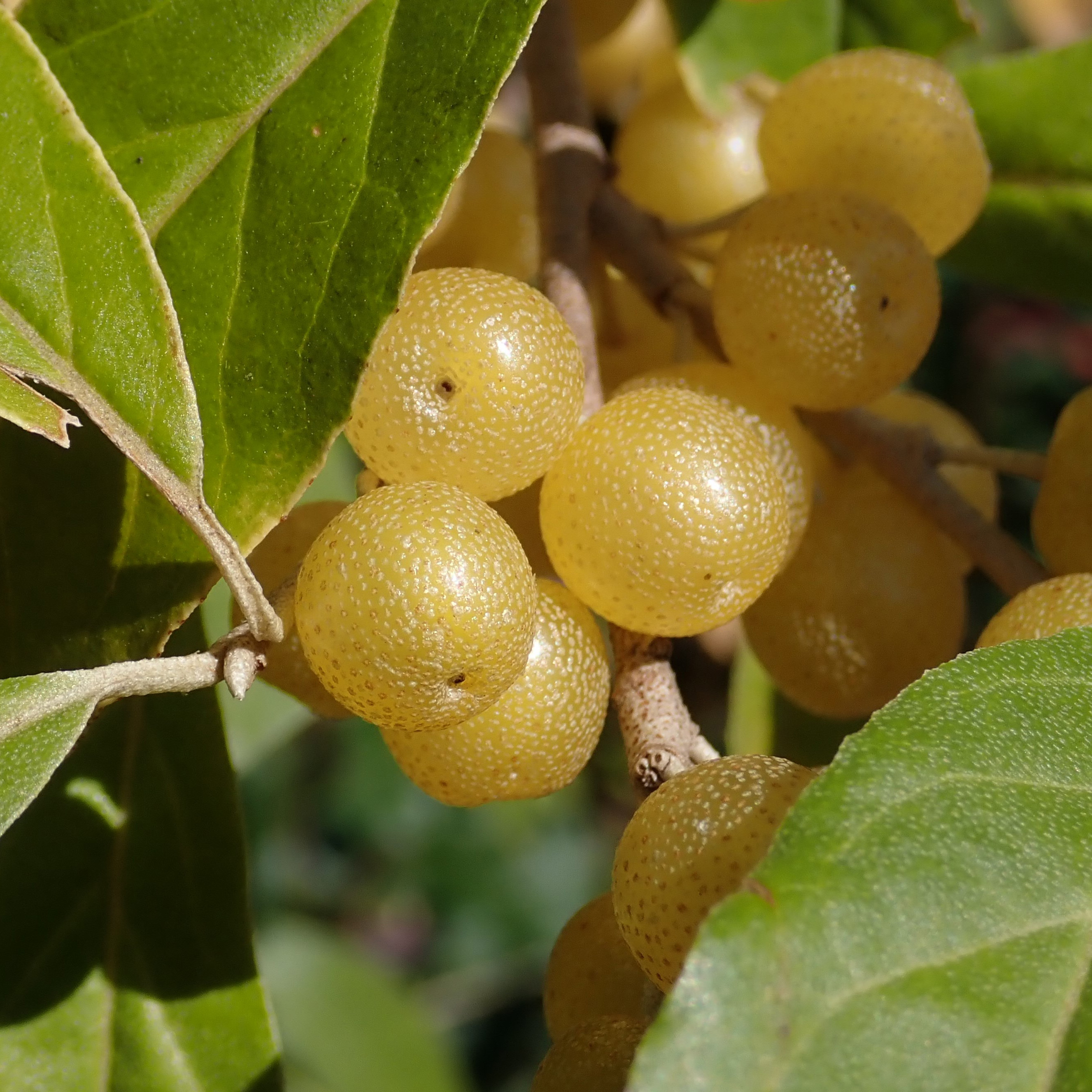 Elaeagnus de frutos goumi amarelos : venda Elaeagnus de frutos goumi ...