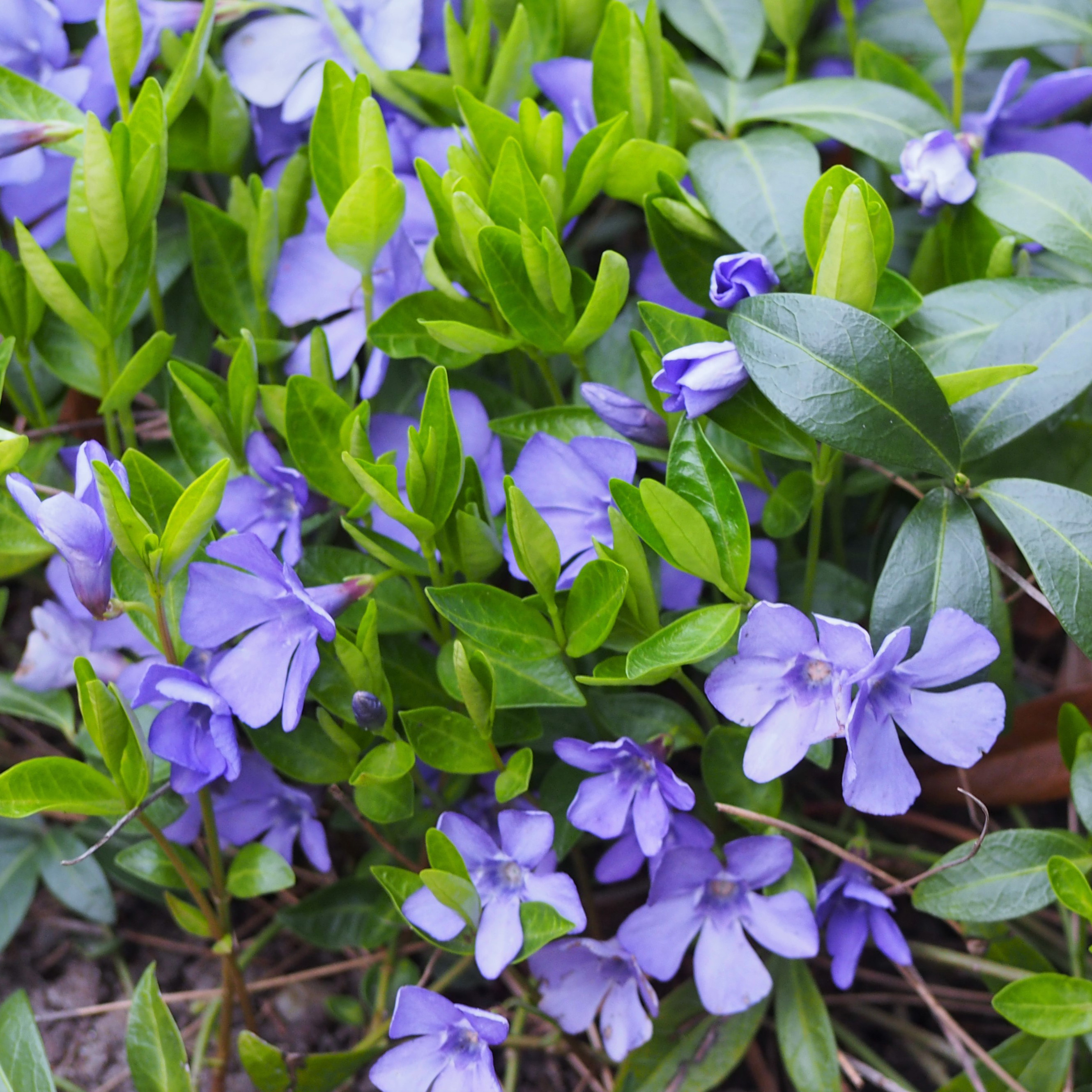 Pervinca-menor azul : venda Pervinca-menor azul / Vinca minor