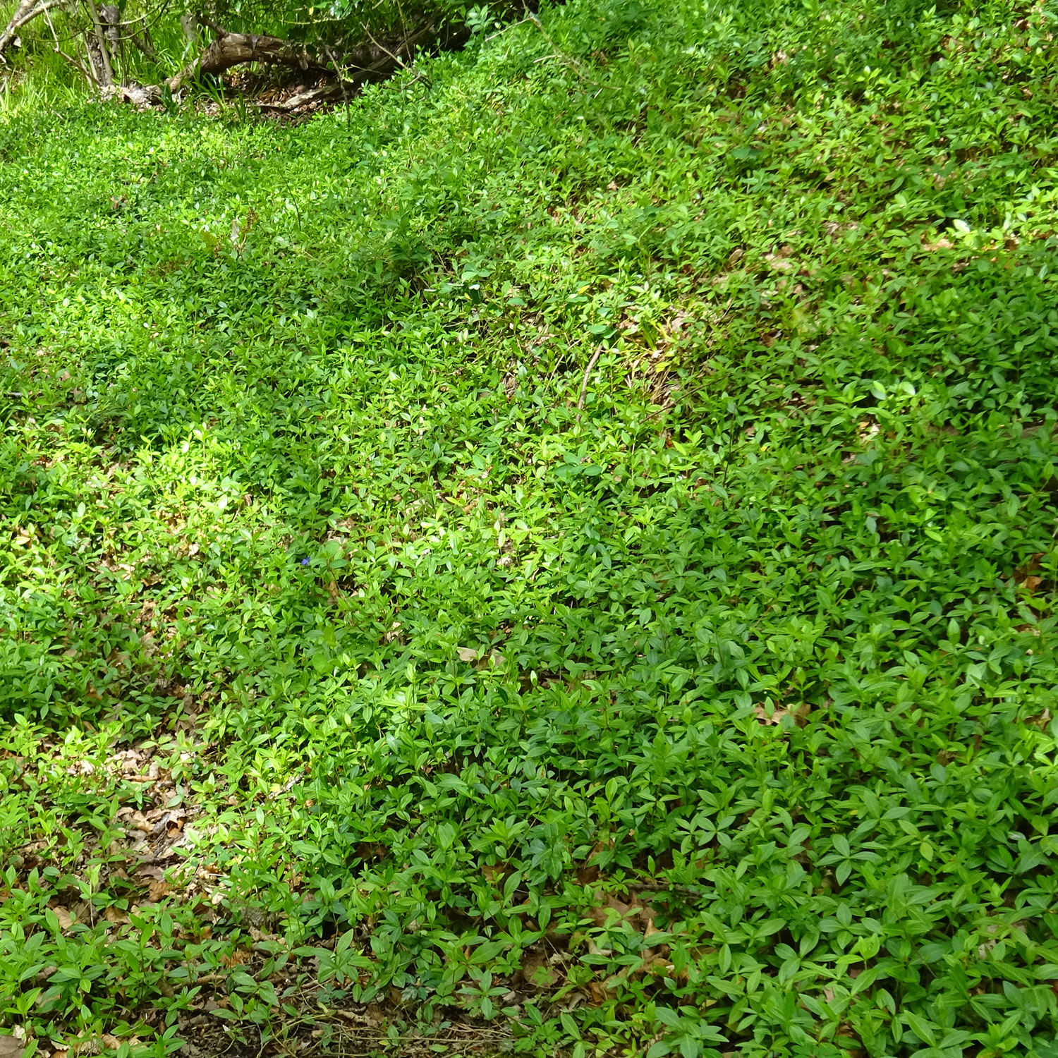 Pervinca-menor azul : venda Pervinca-menor azul / Vinca minor