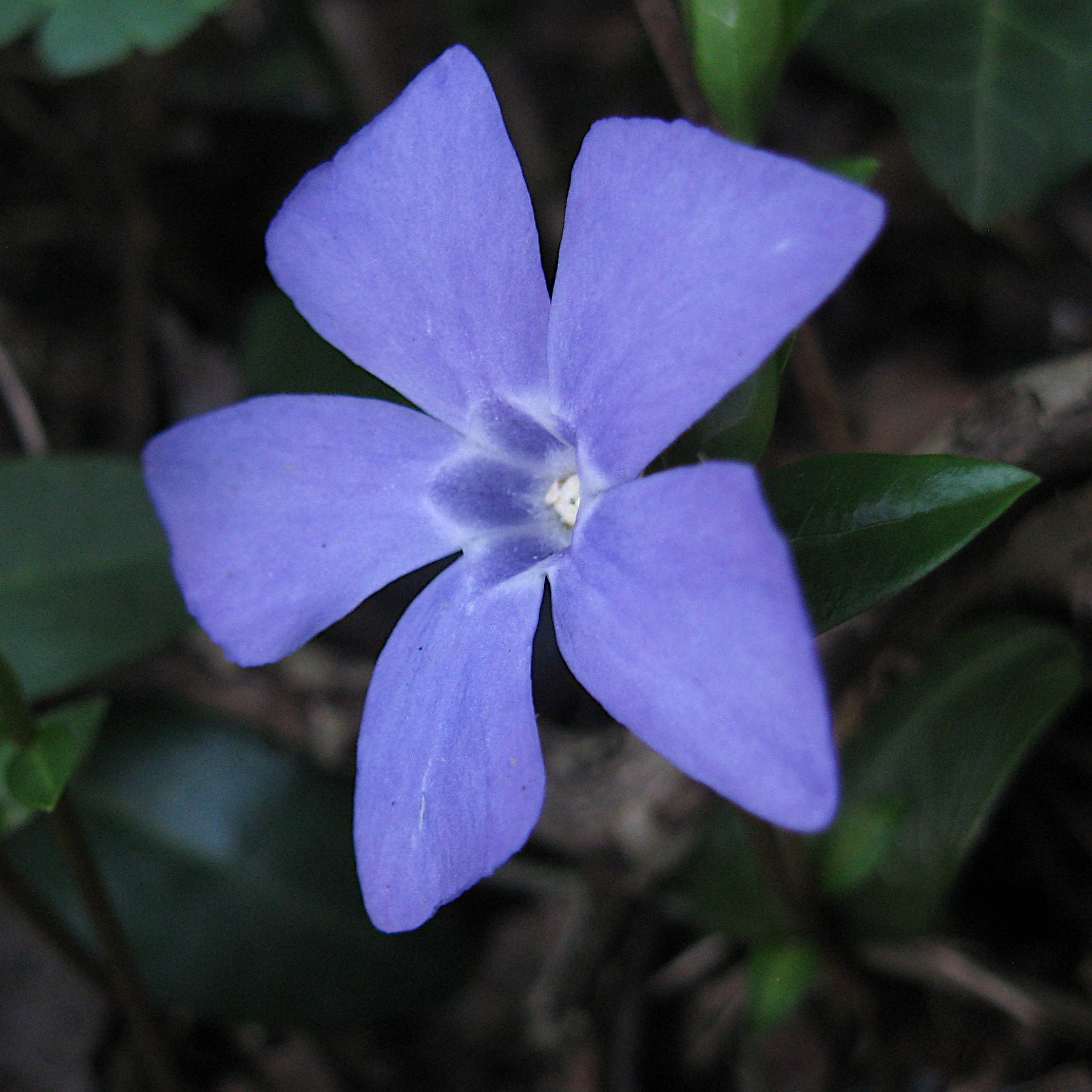 Pervinca-menor azul : venda Pervinca-menor azul / Vinca minor