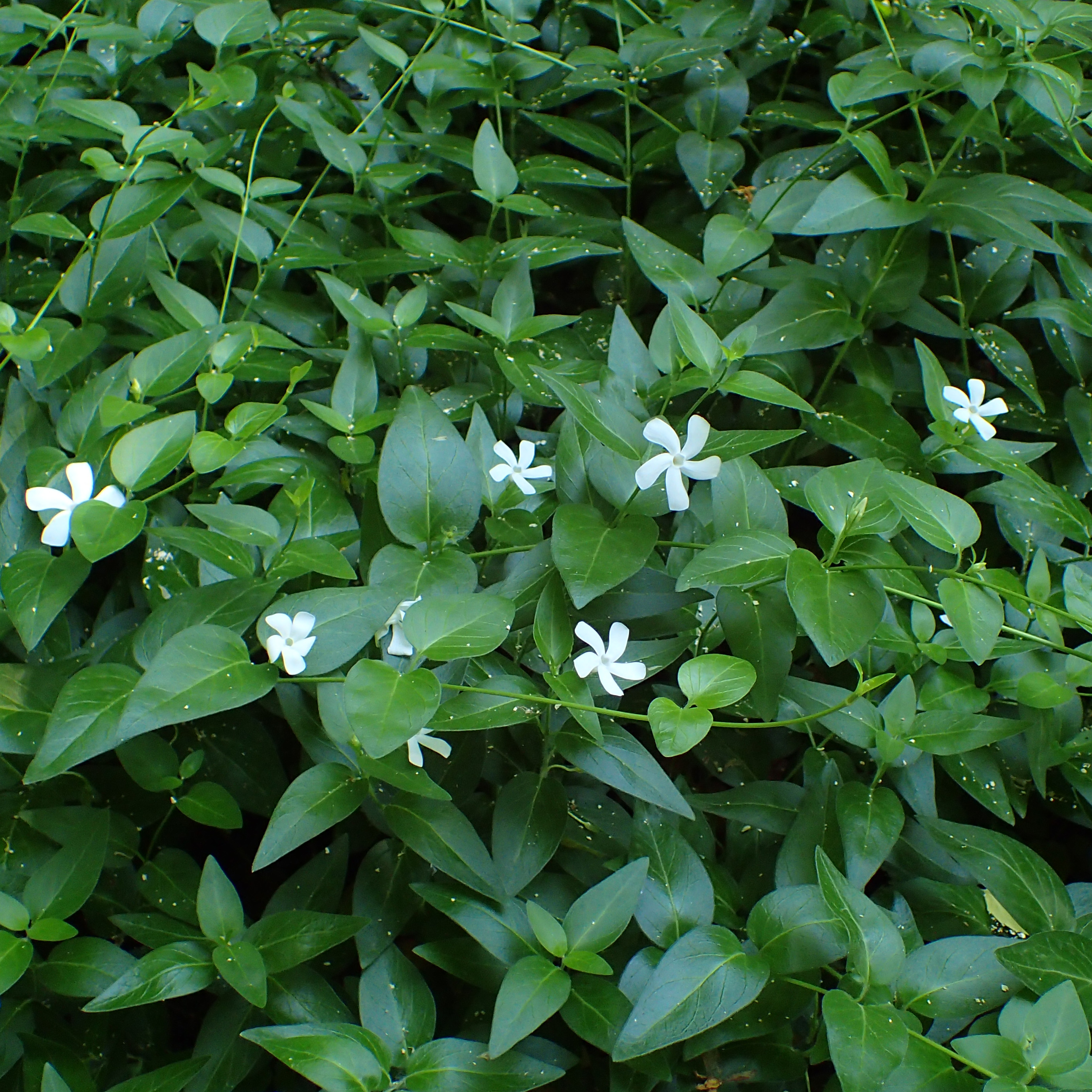 Pervinca-menor branca : venda Pervinca-menor branca / Vinca minor alba
