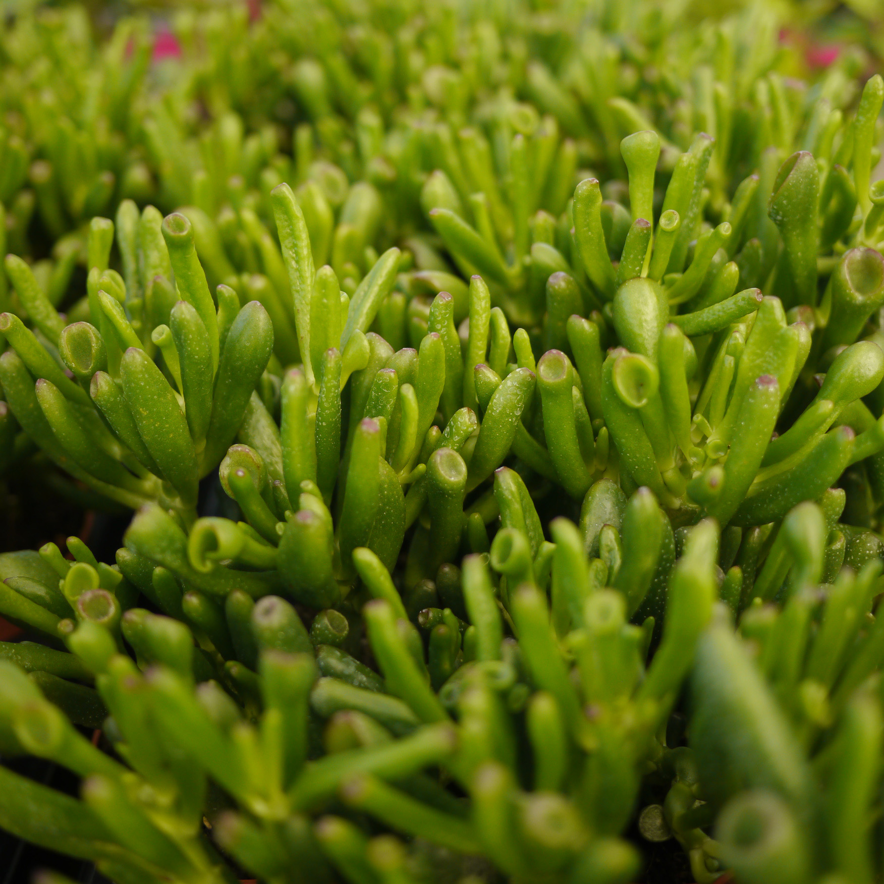 Crassula ovata Hobbit : venda Crassula ovata Hobbit / Crassula ovata Hobbit