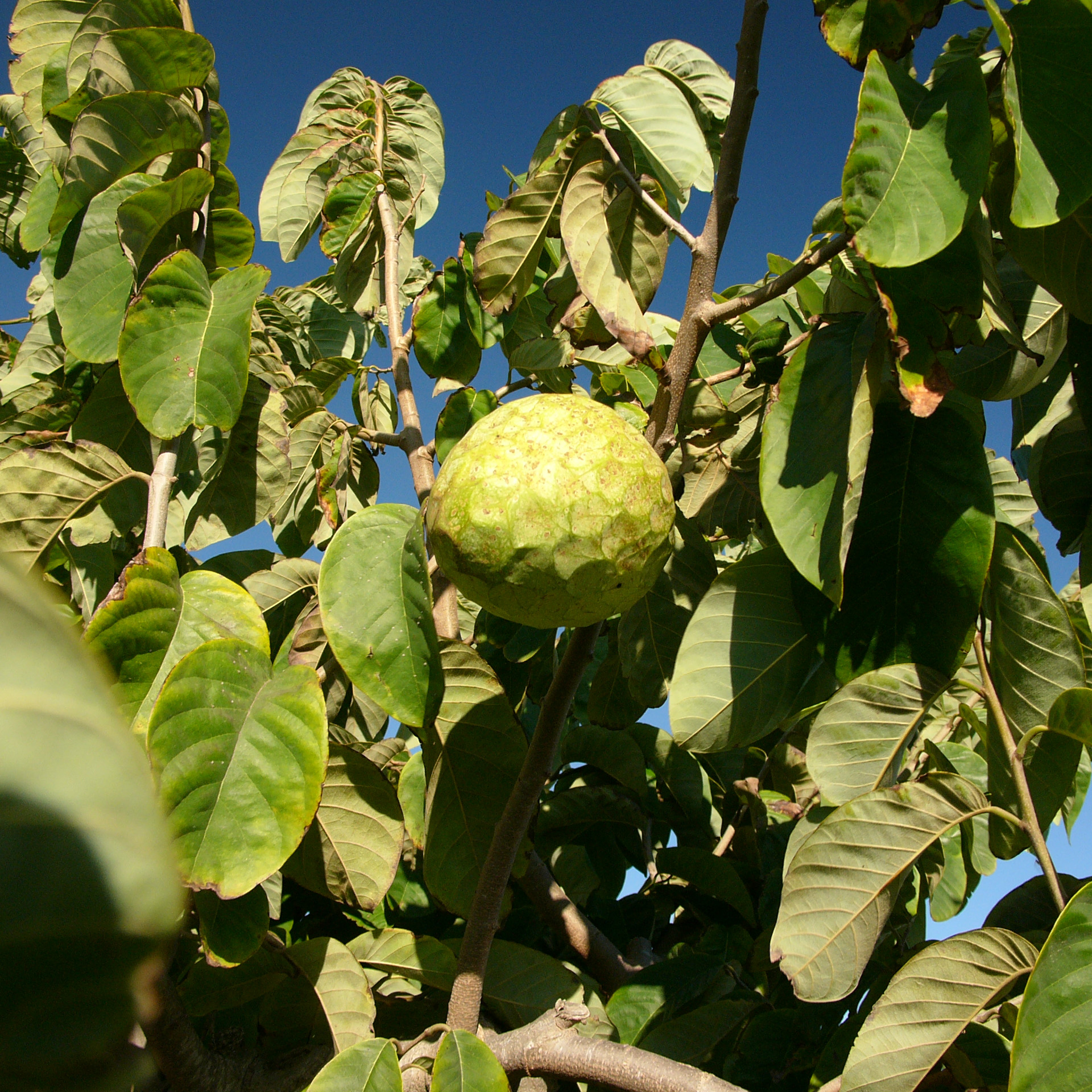 Anona : venda Anona / Annona cherimola