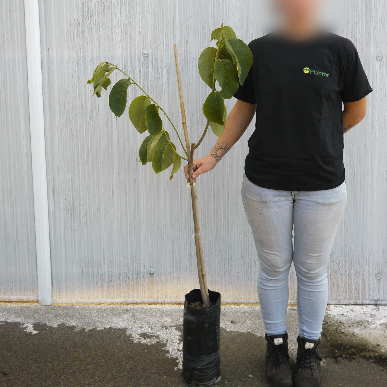 Anona : venda Anona / Annona cherimola