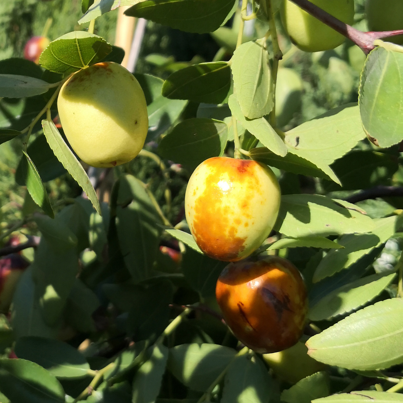 Jujuba : venda Jujuba / Ziziphus jujuba