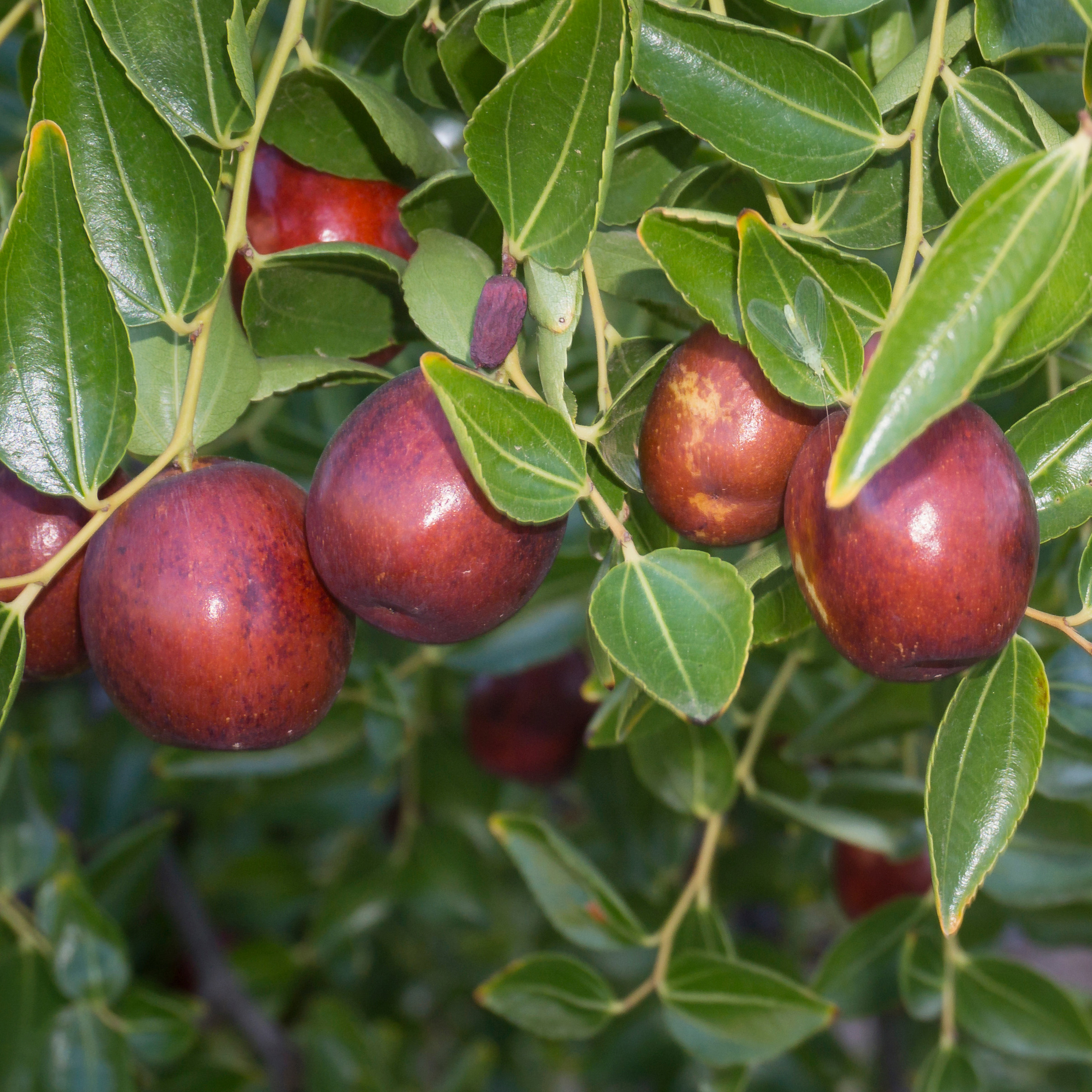 Jujuba : venda Jujuba / Ziziphus jujuba