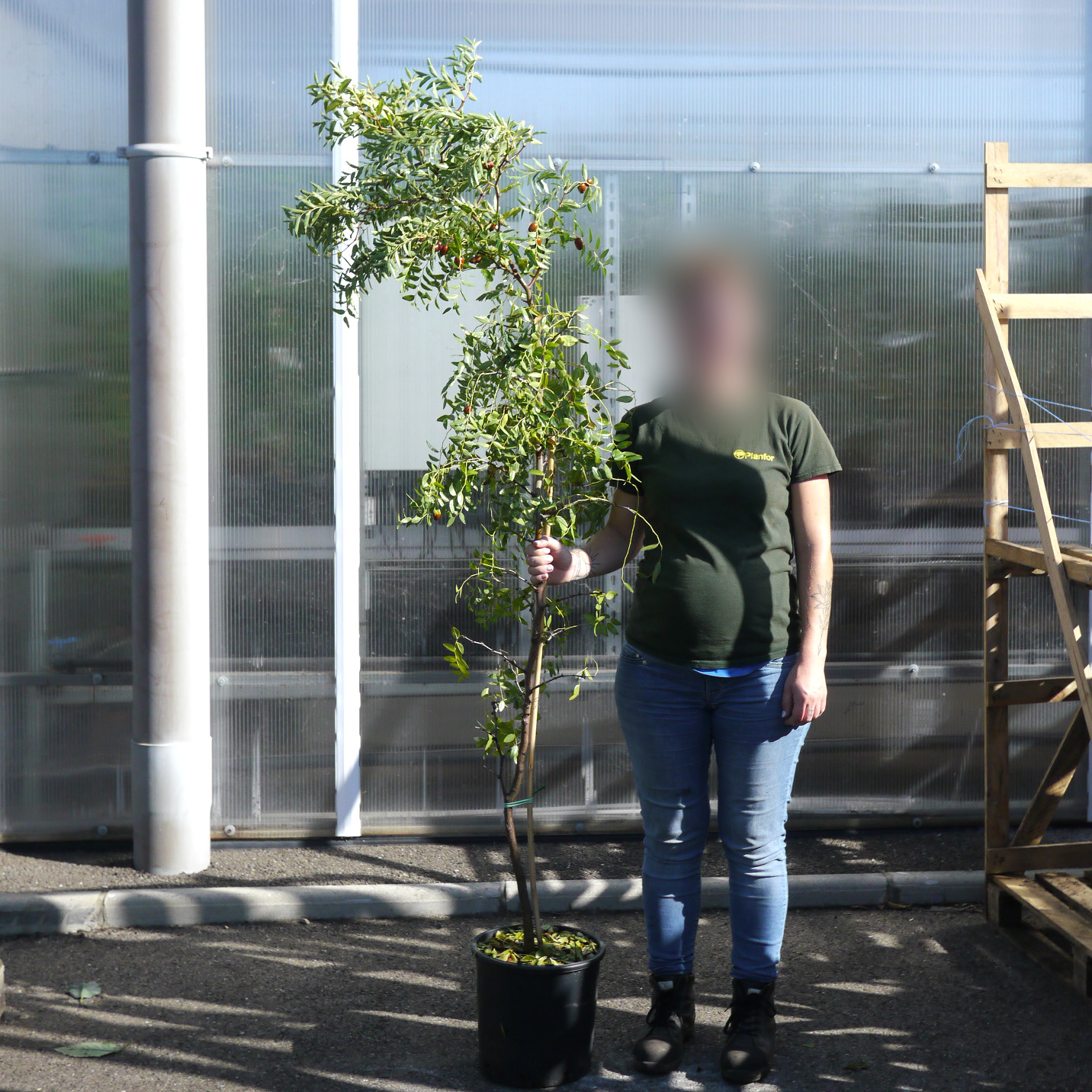 Jujuba : venda Jujuba / Ziziphus jujuba