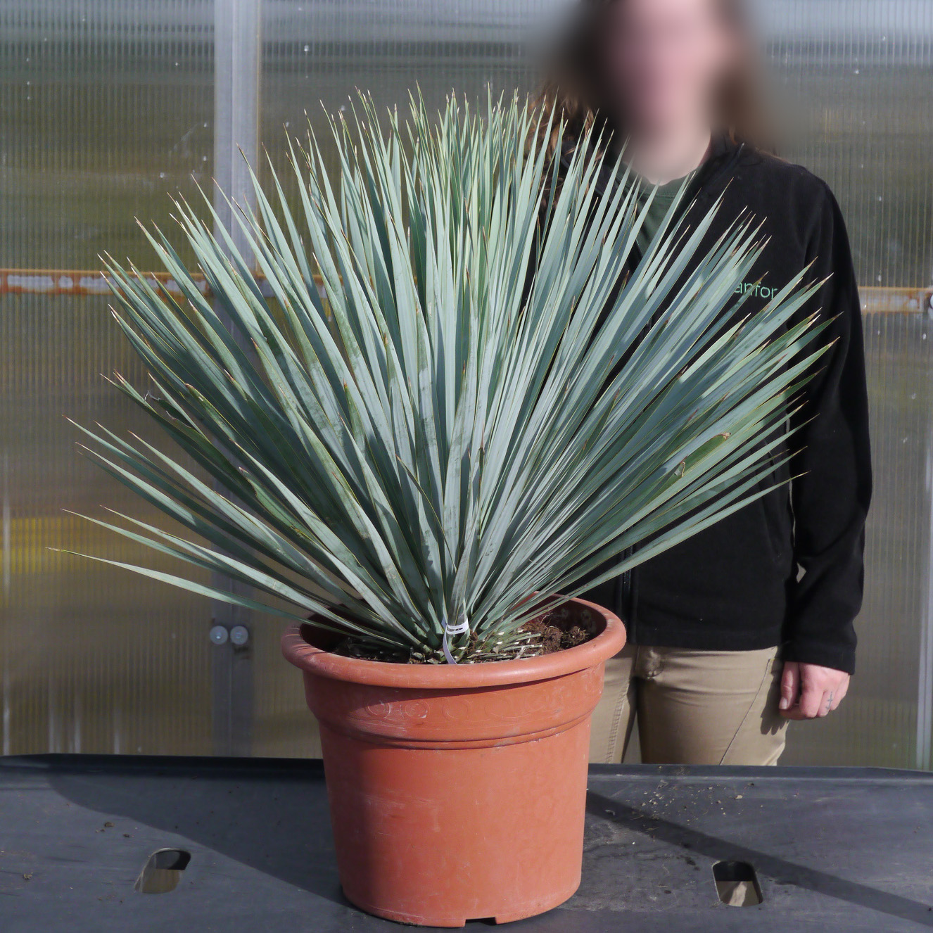 Yucca rostrata : venda Yucca rostrata / Yucca rostrata