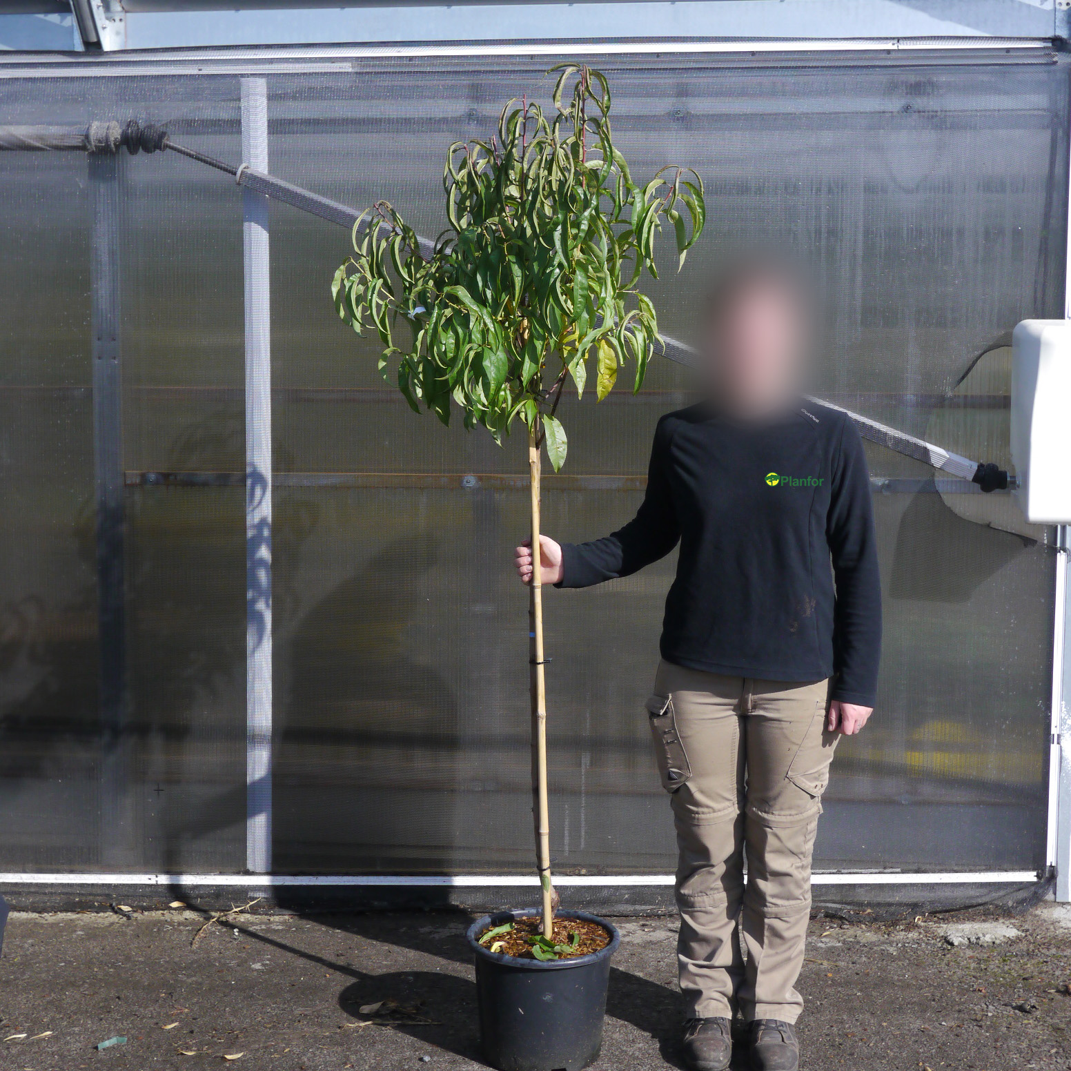 Pessegueiro de pêssegos espalmados amarelos : venda Pessegueiro de ...