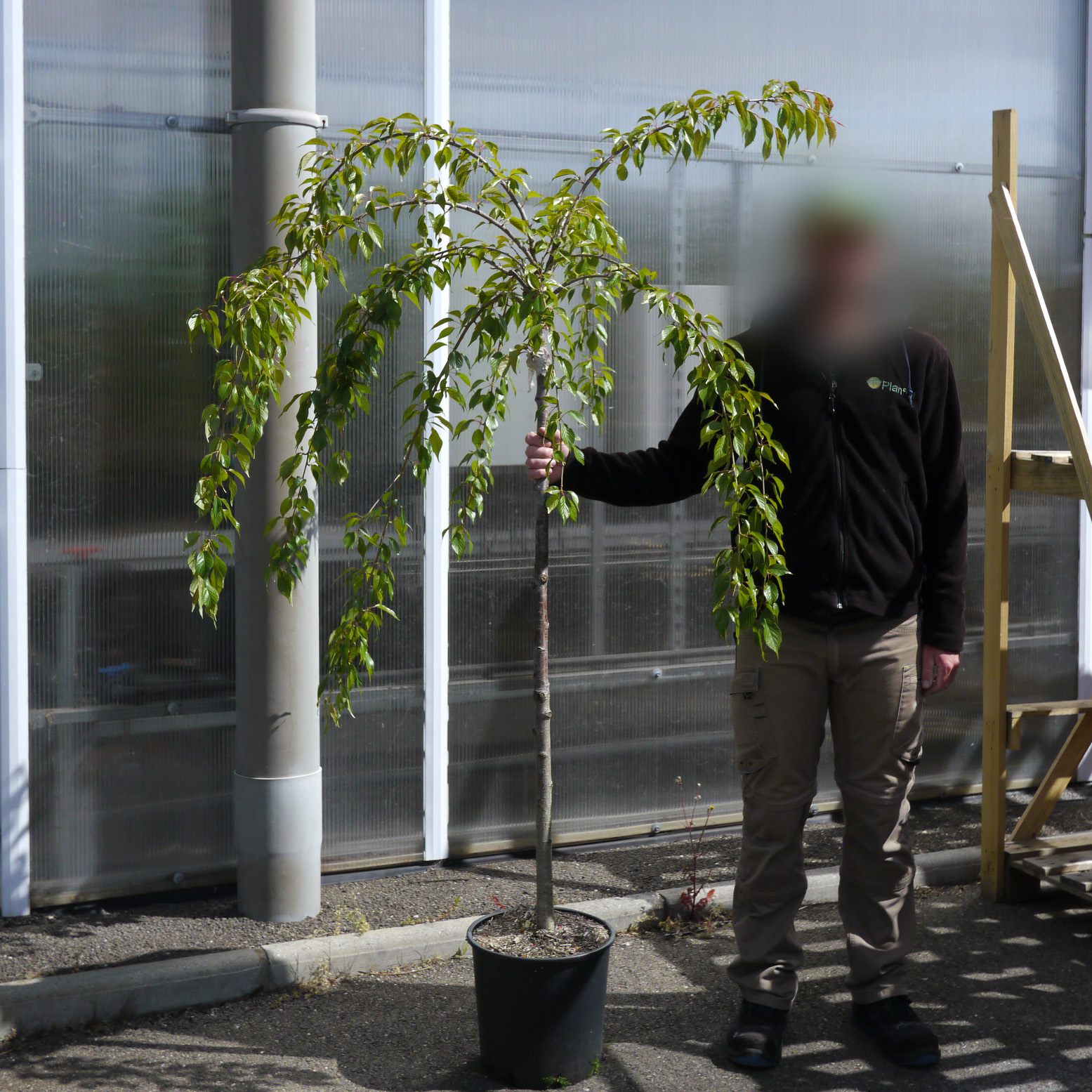 Cerejeira do Japão Chorão 'Kiku-shidare-zakura' : venda Cerejeira do ...