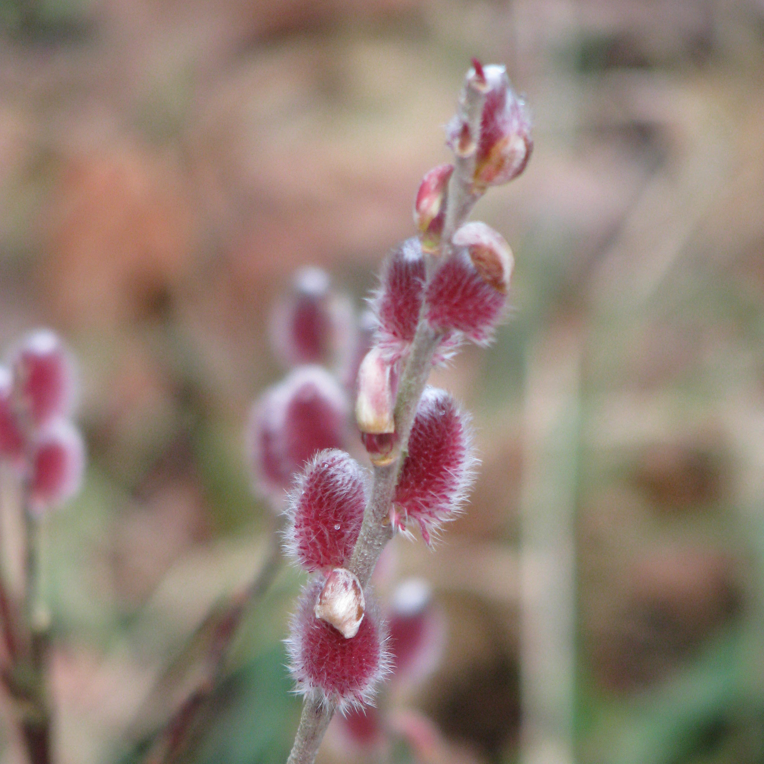 Salgueiro japonês com amentilhos rosa : venda Salgueiro japonês com ...