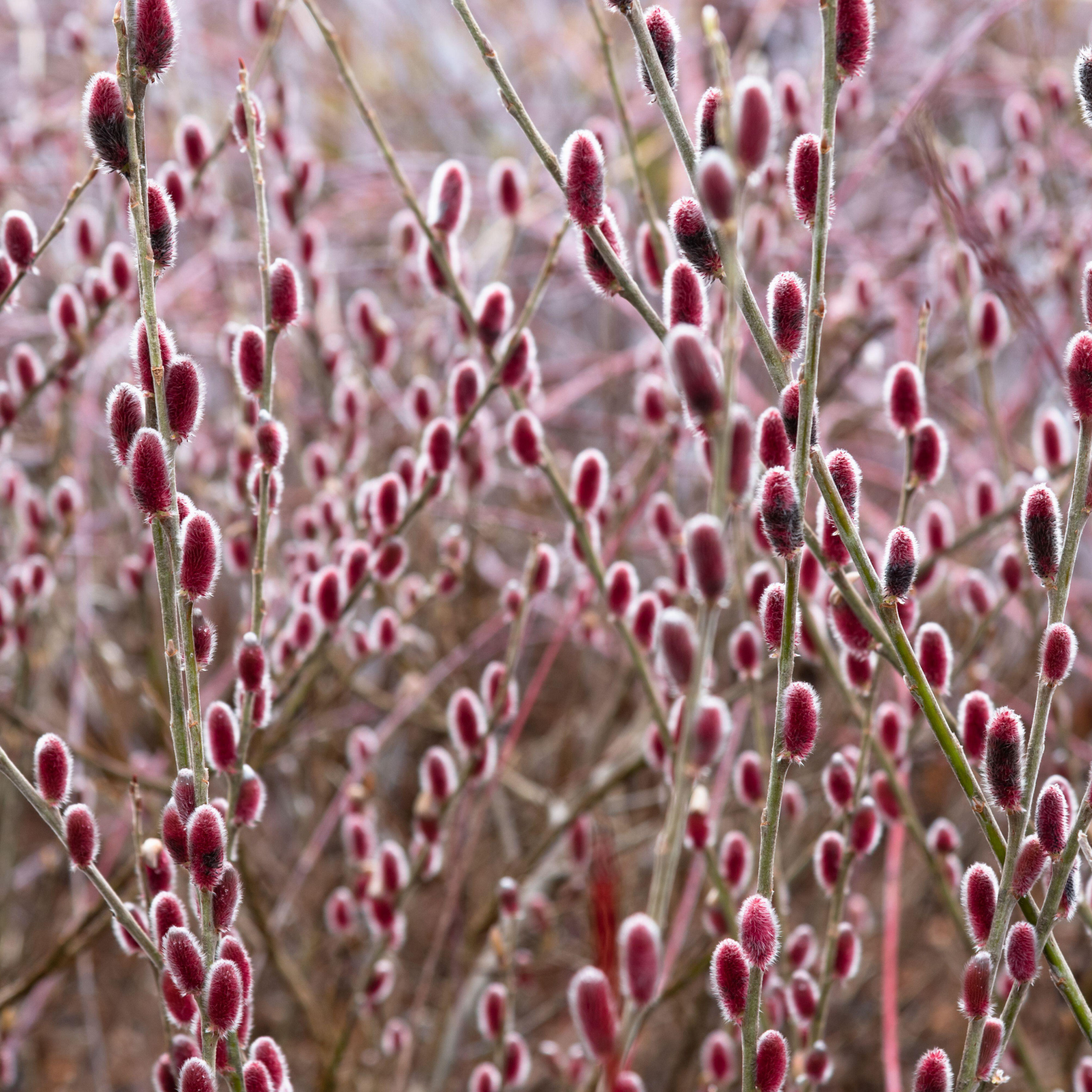 Salgueiro japonês com amentilhos rosa : venda Salgueiro japonês com ...