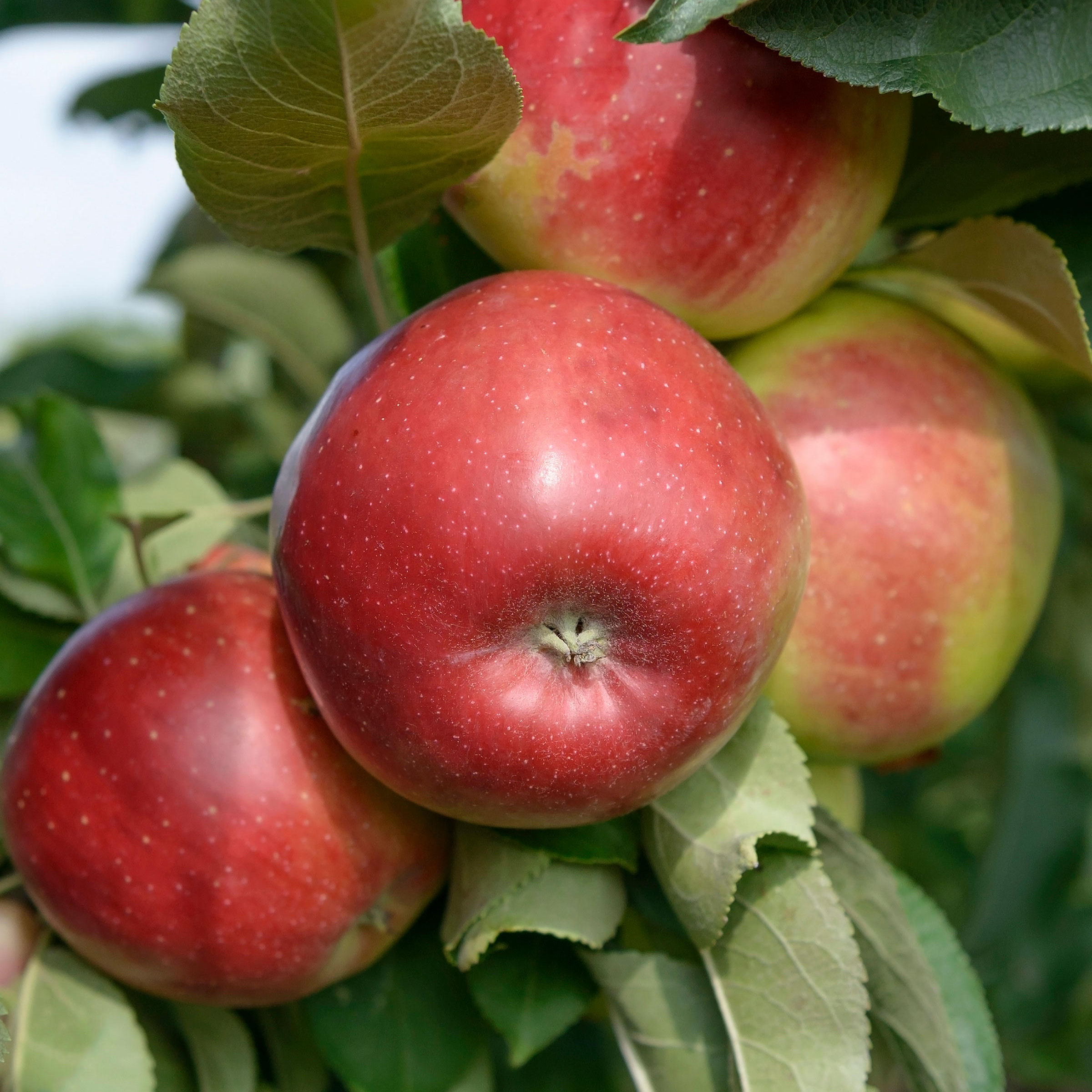 Macieira anã coluna : venda Macieira anã coluna / Malus domestica