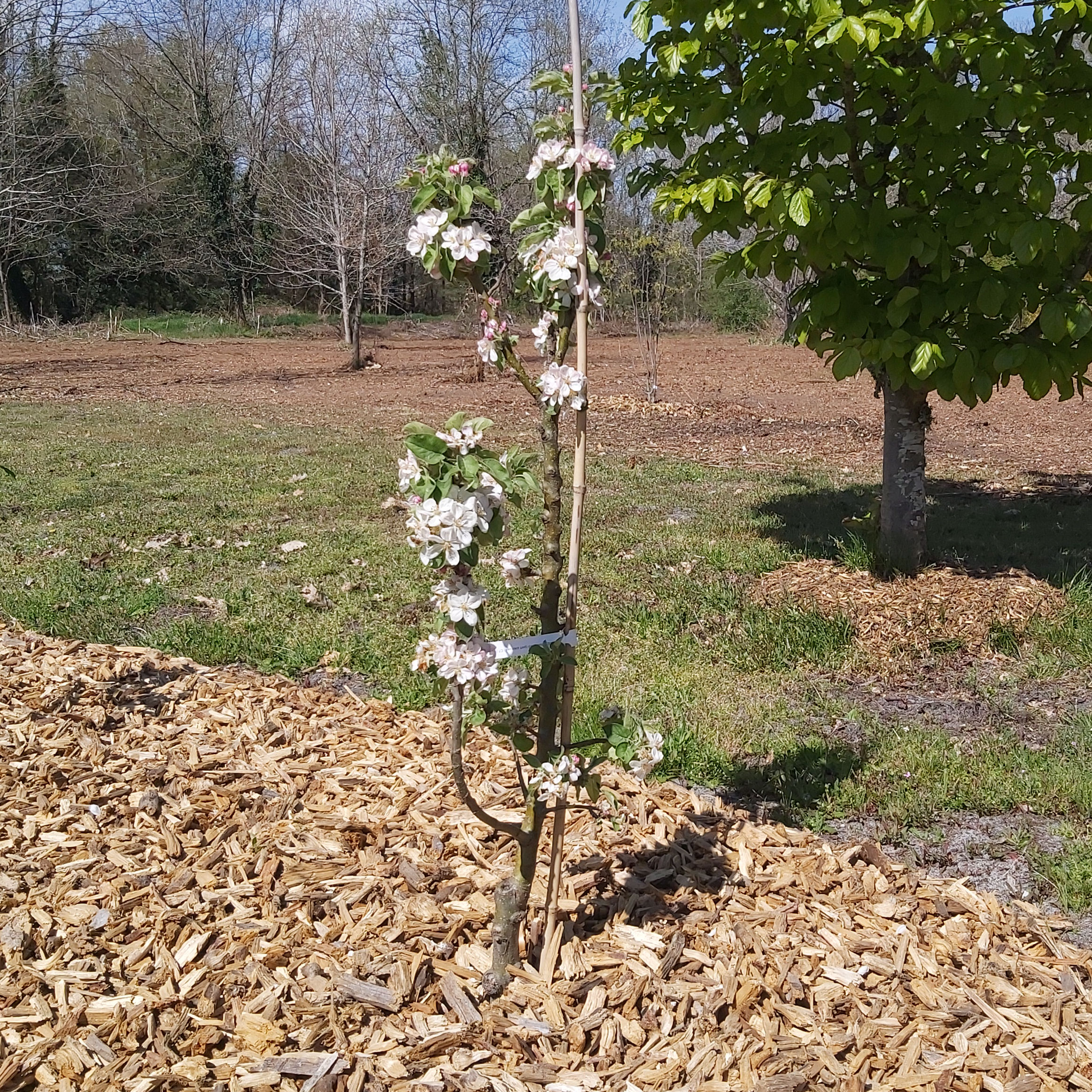 Macieira anã coluna : venda Macieira anã coluna / Malus domestica