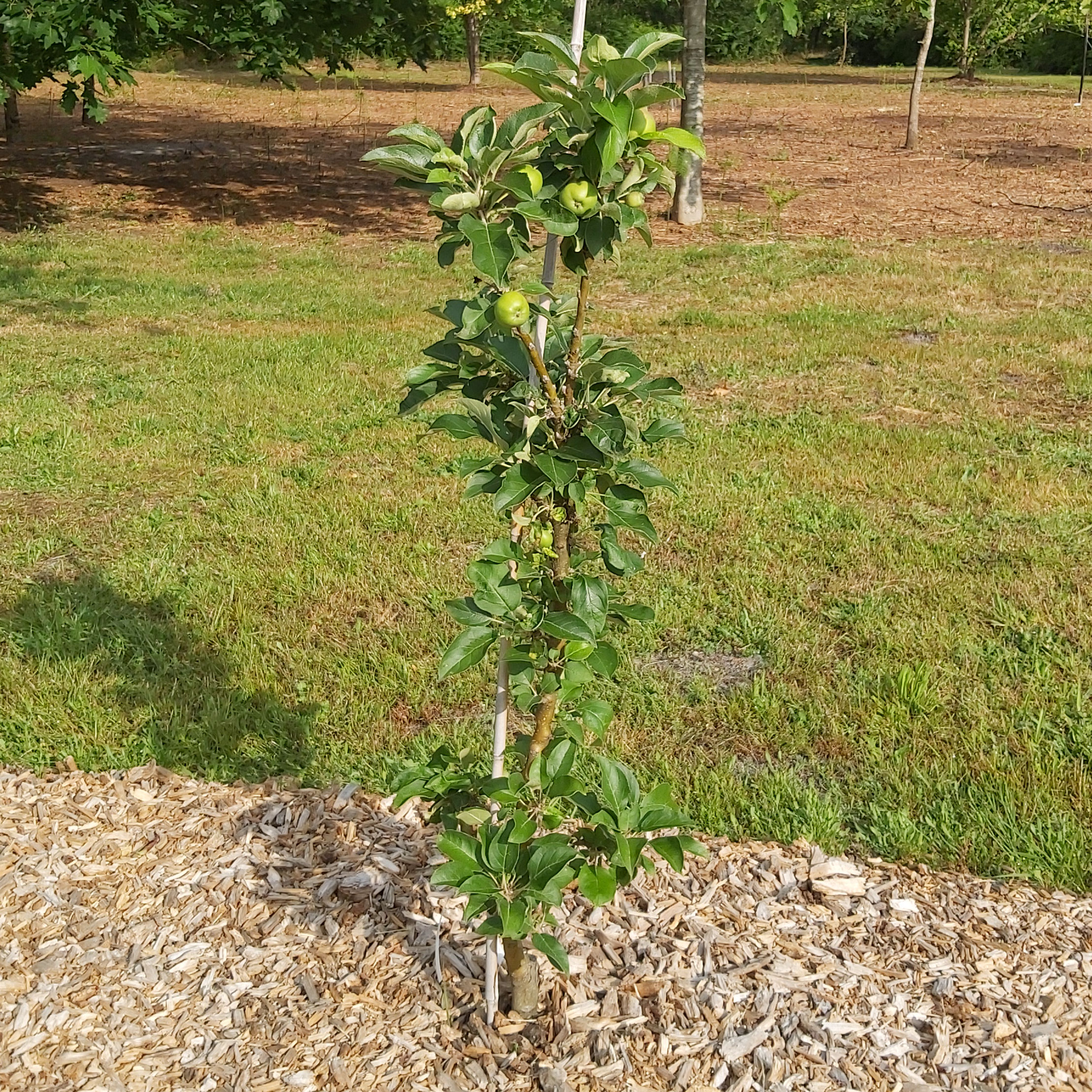 Macieira anã coluna : venda Macieira anã coluna / Malus domestica