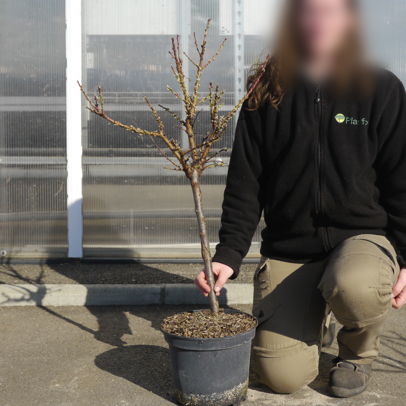 Pessegueiro anão auto fértil : venda Pessegueiro anão auto fértil ...