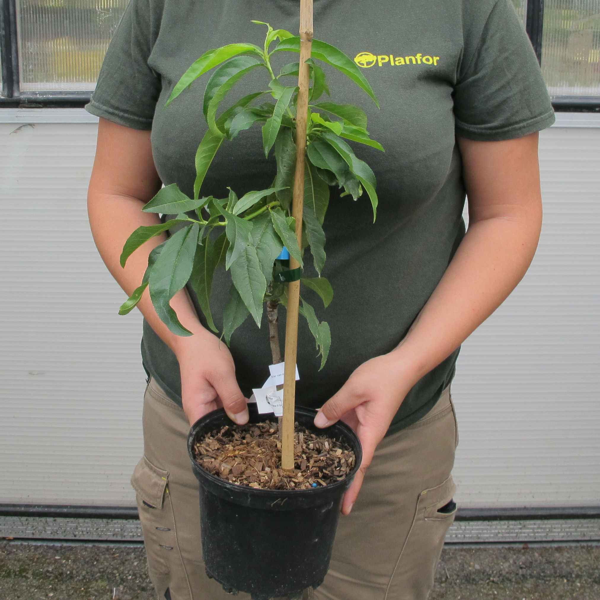 Pessegueiro anão auto fértil : venda Pessegueiro anão auto fértil ...