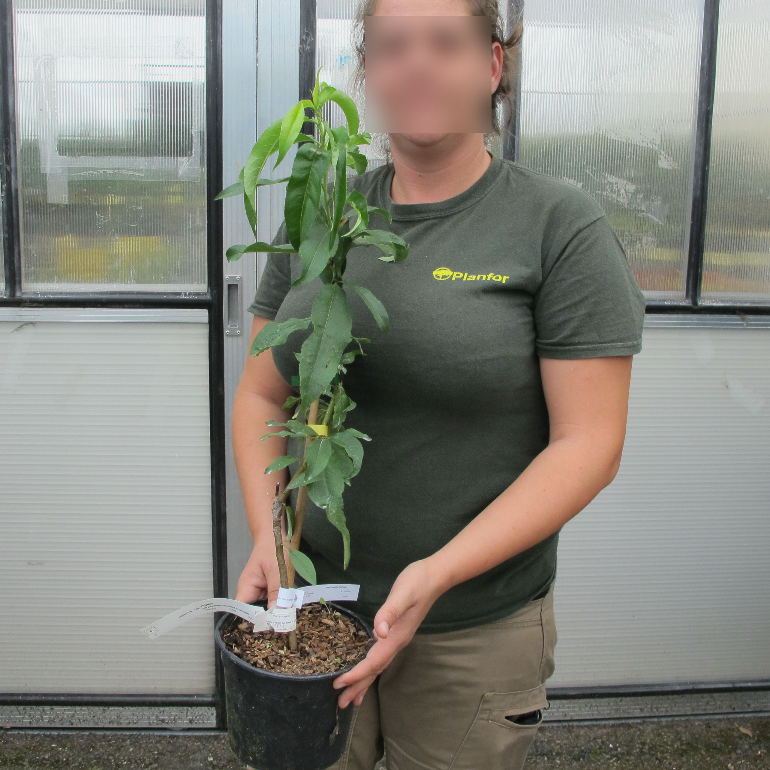 Pessegueiro anão auto fértil : venda Pessegueiro anão auto fértil ...