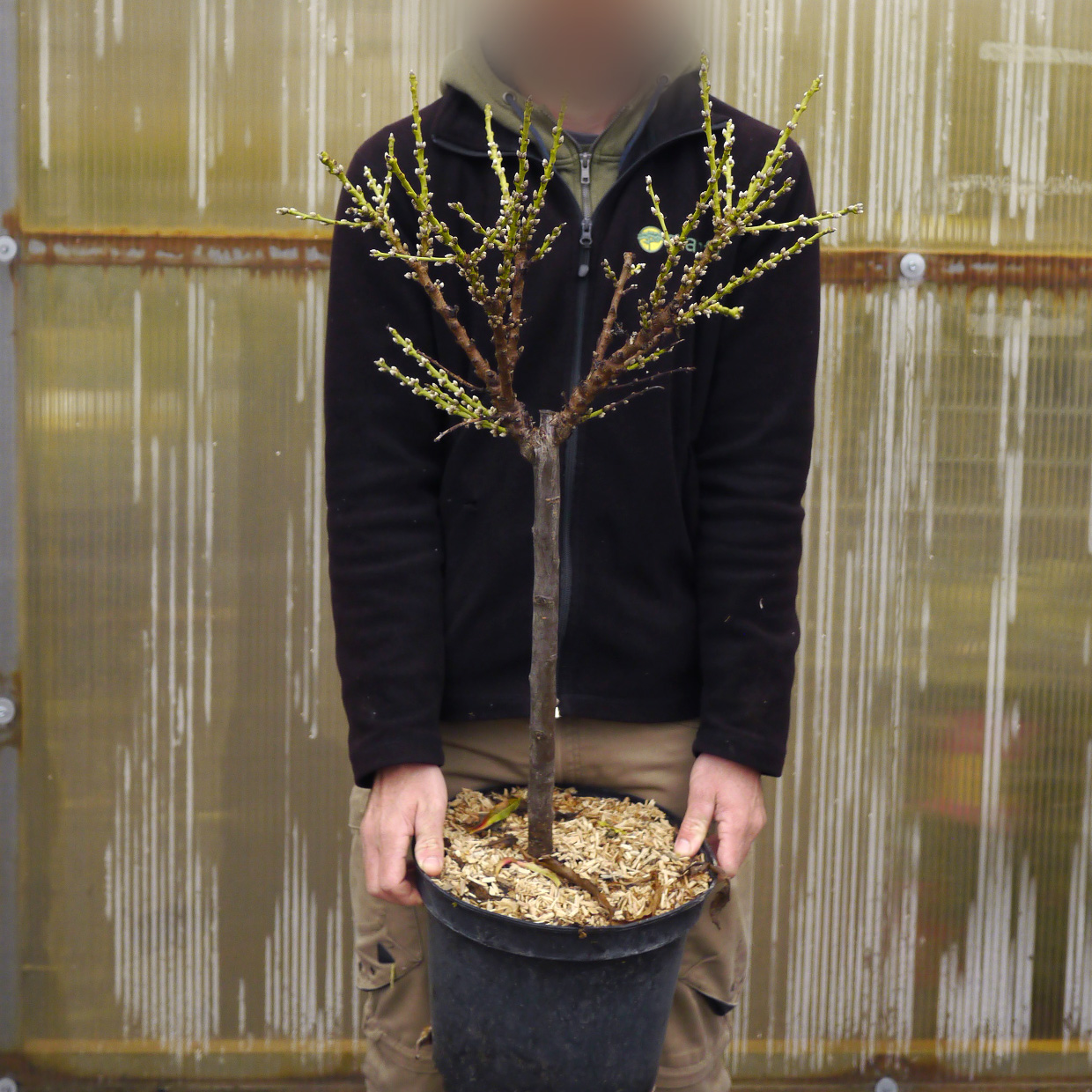 Pessegueiro anão auto fértil : venda Pessegueiro anão auto fértil ...