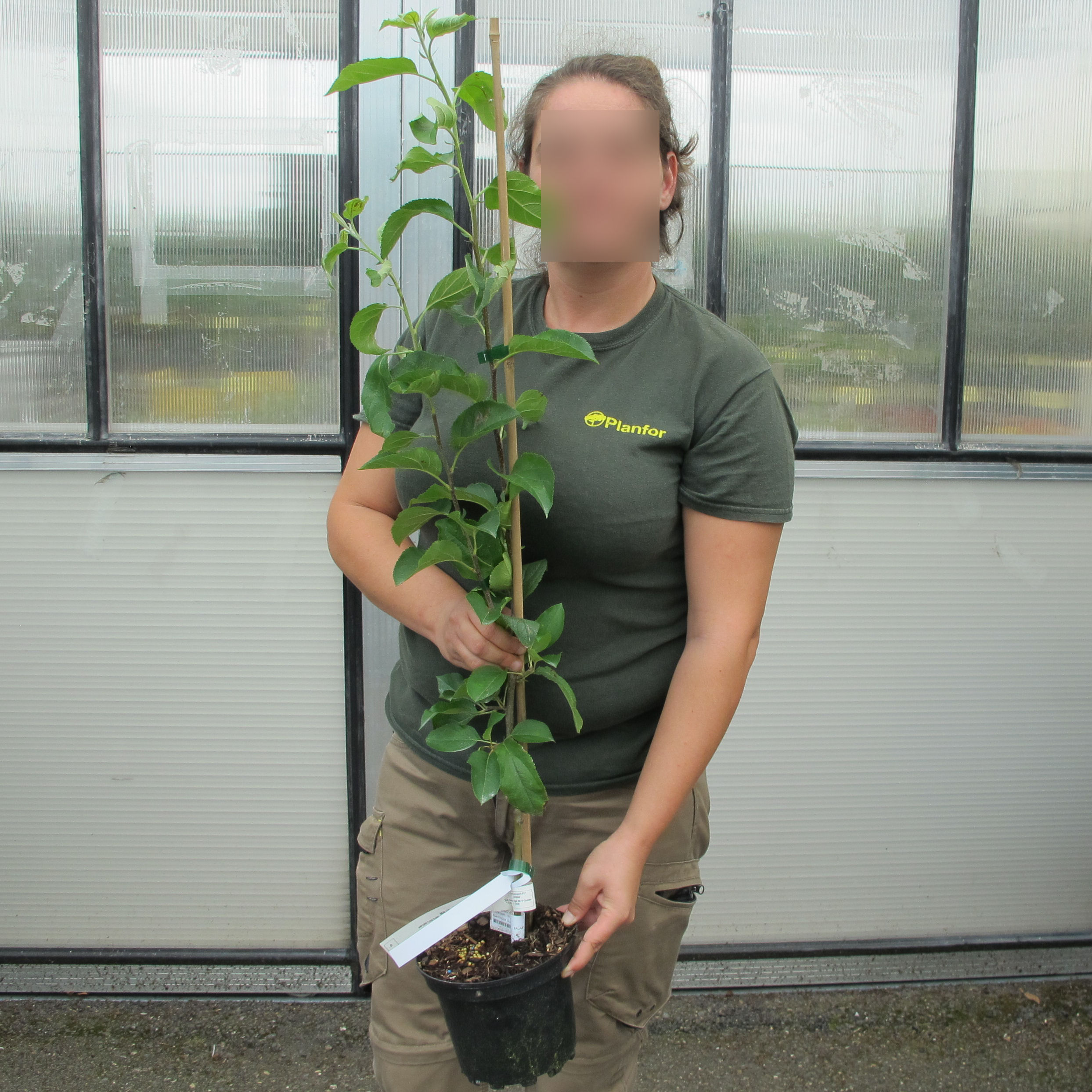 Macieira anã auto fértil : venda Macieira anã auto fértil / Malus ...