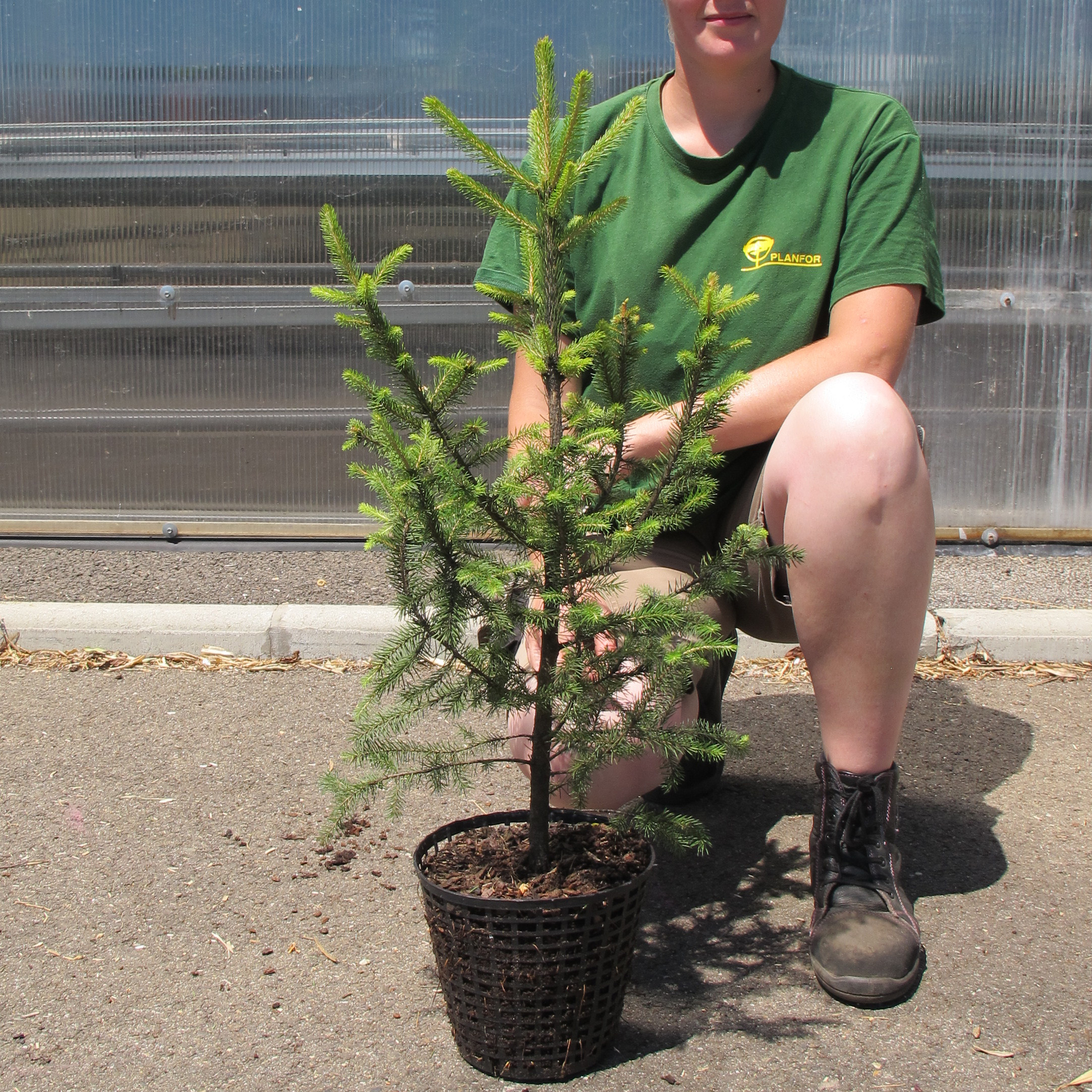 Pícea comum : venda Pícea comum / Picea abies