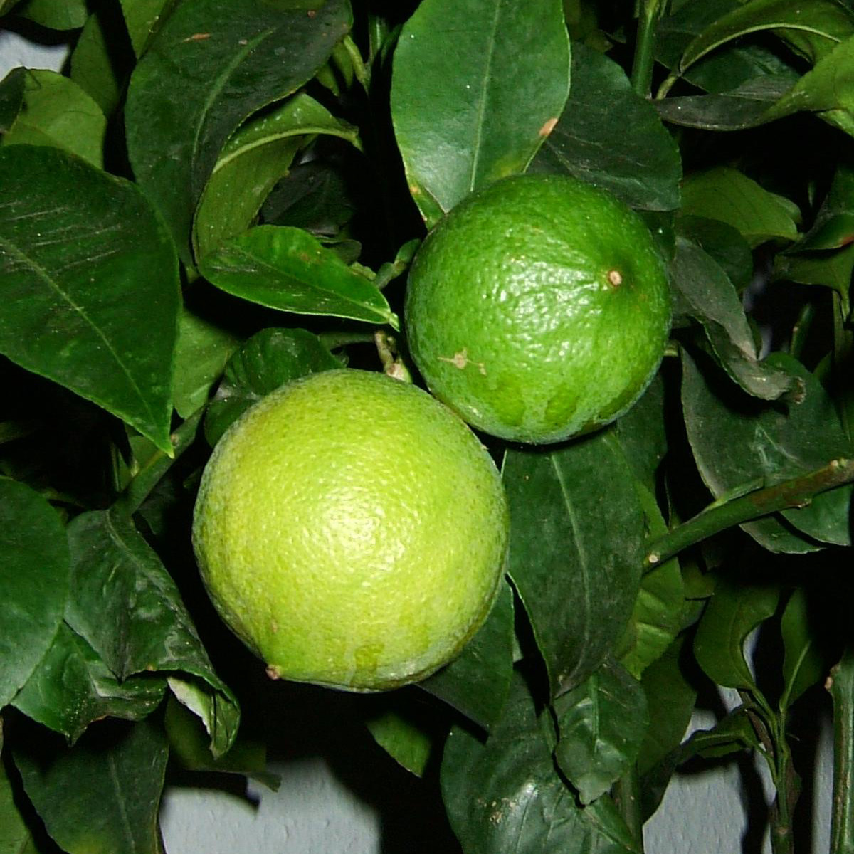 Bergamota : venda Bergamota / Citrus bergamia