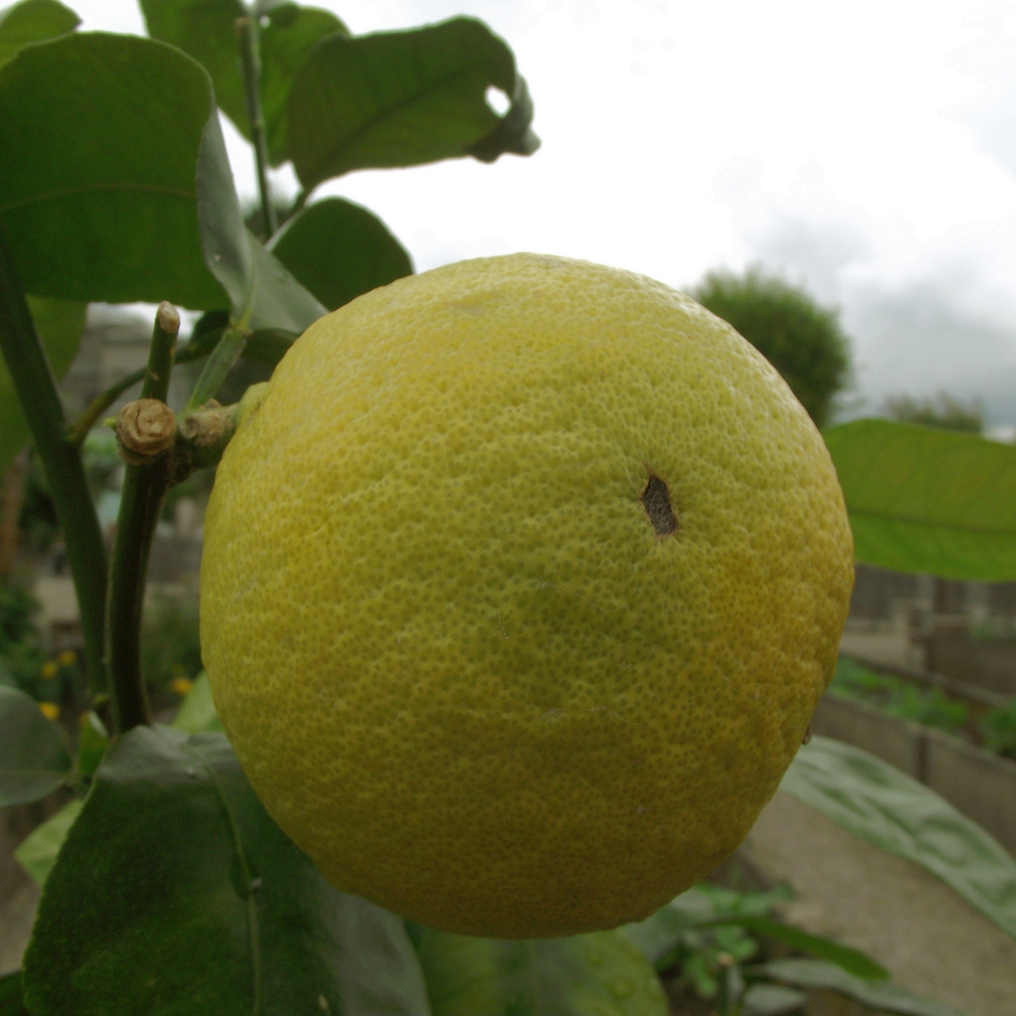 Bergamota : venda Bergamota / Citrus bergamia
