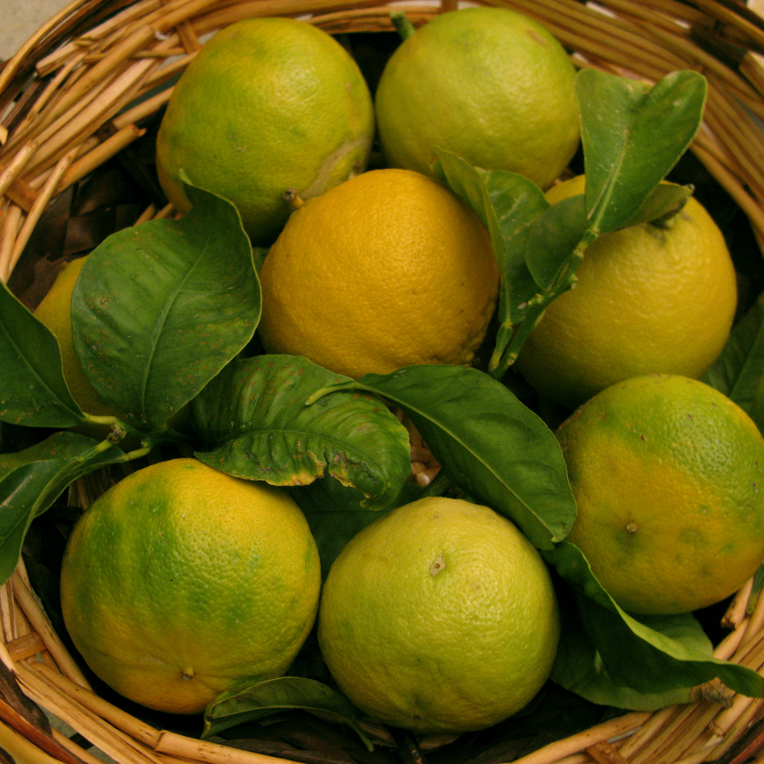Bergamota : venda Bergamota / Citrus bergamia