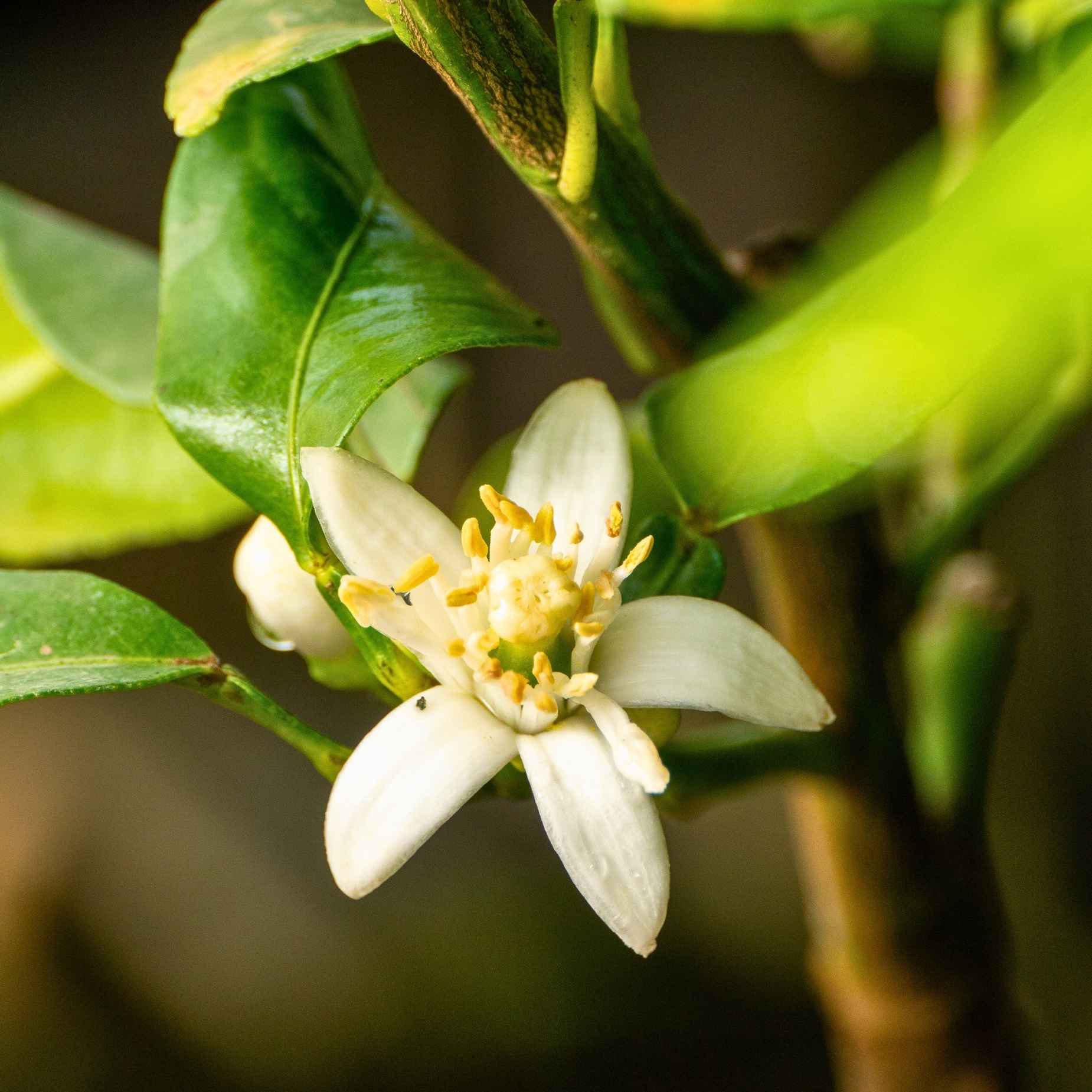Bergamota : venda Bergamota / Citrus bergamia