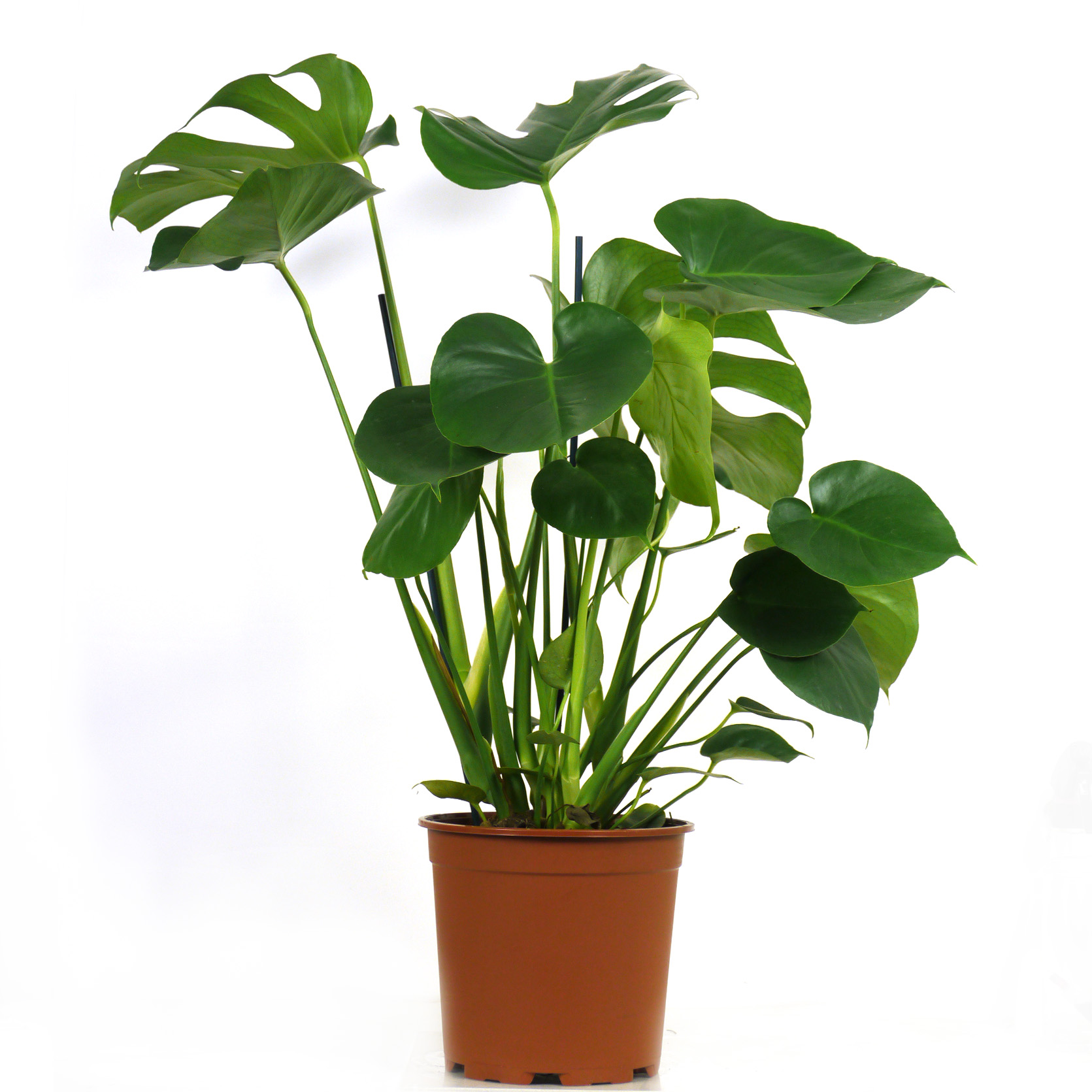 Monstera pertusum, deliciosa : venda Monstera pertusum, deliciosa ...