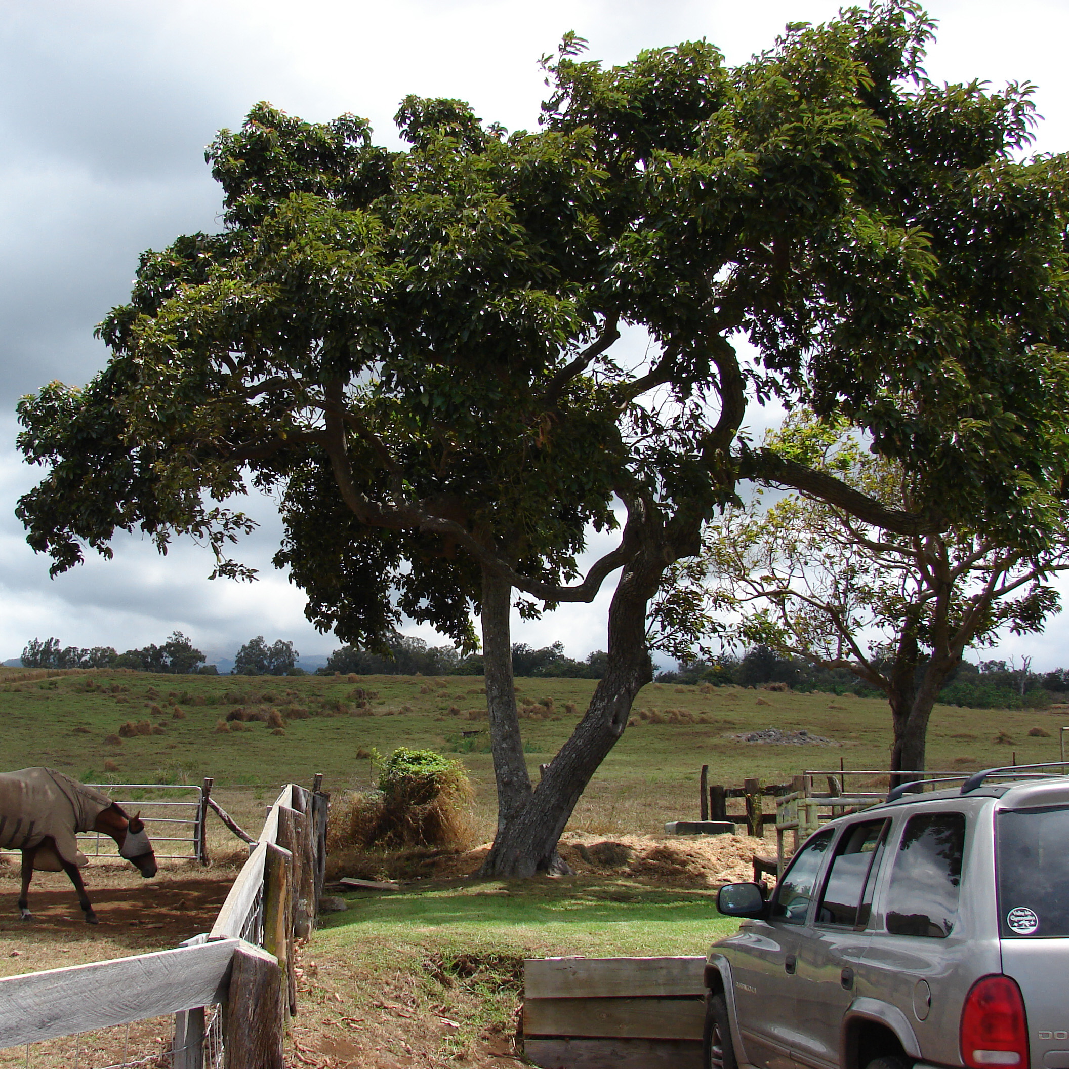 Avocado 'Hass' : venda Avocado 'Hass' / Persea americana 'Hass'