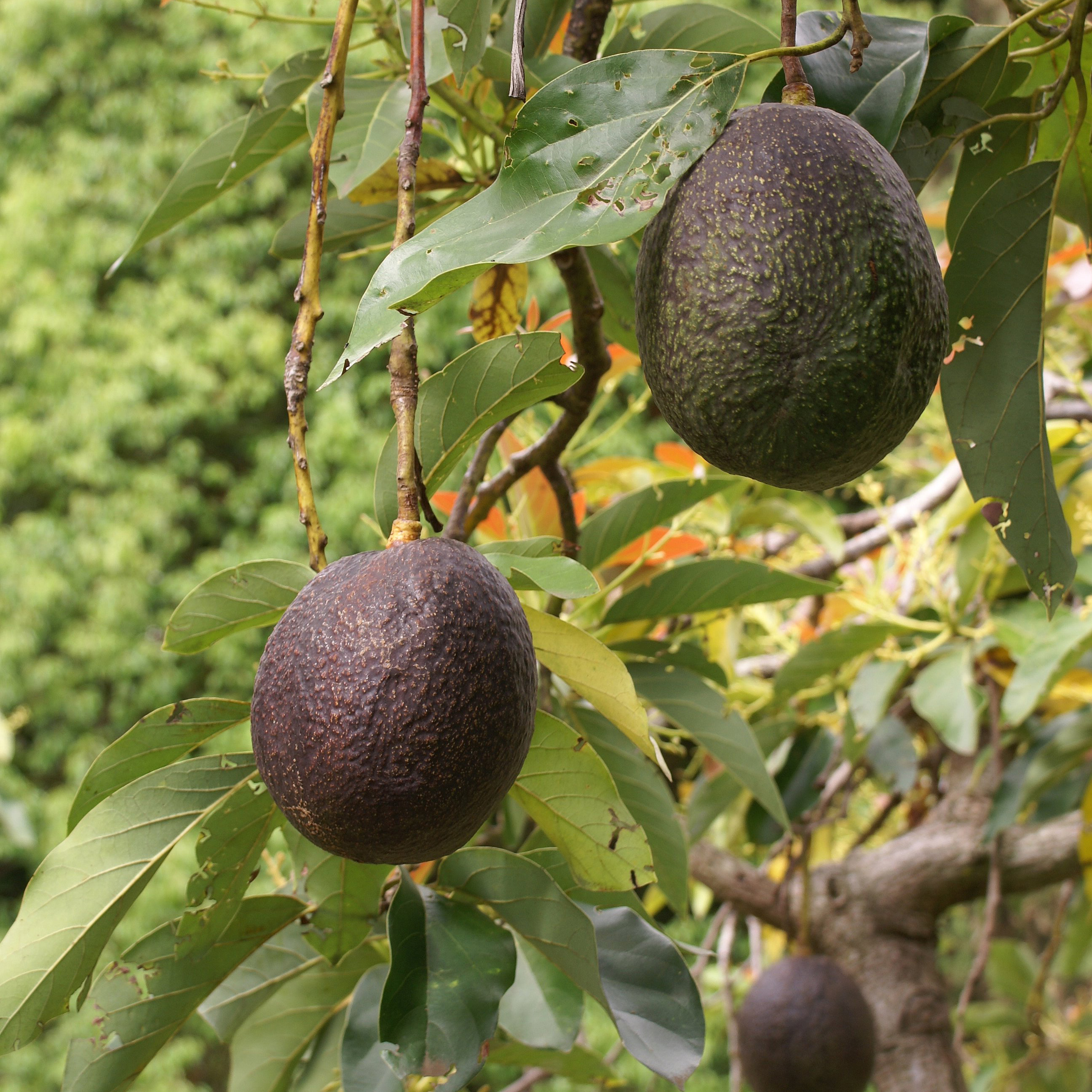 Abacateiro 'Fuerte' : venda Abacateiro 'Fuerte' / Persea americana 'Fuerte'