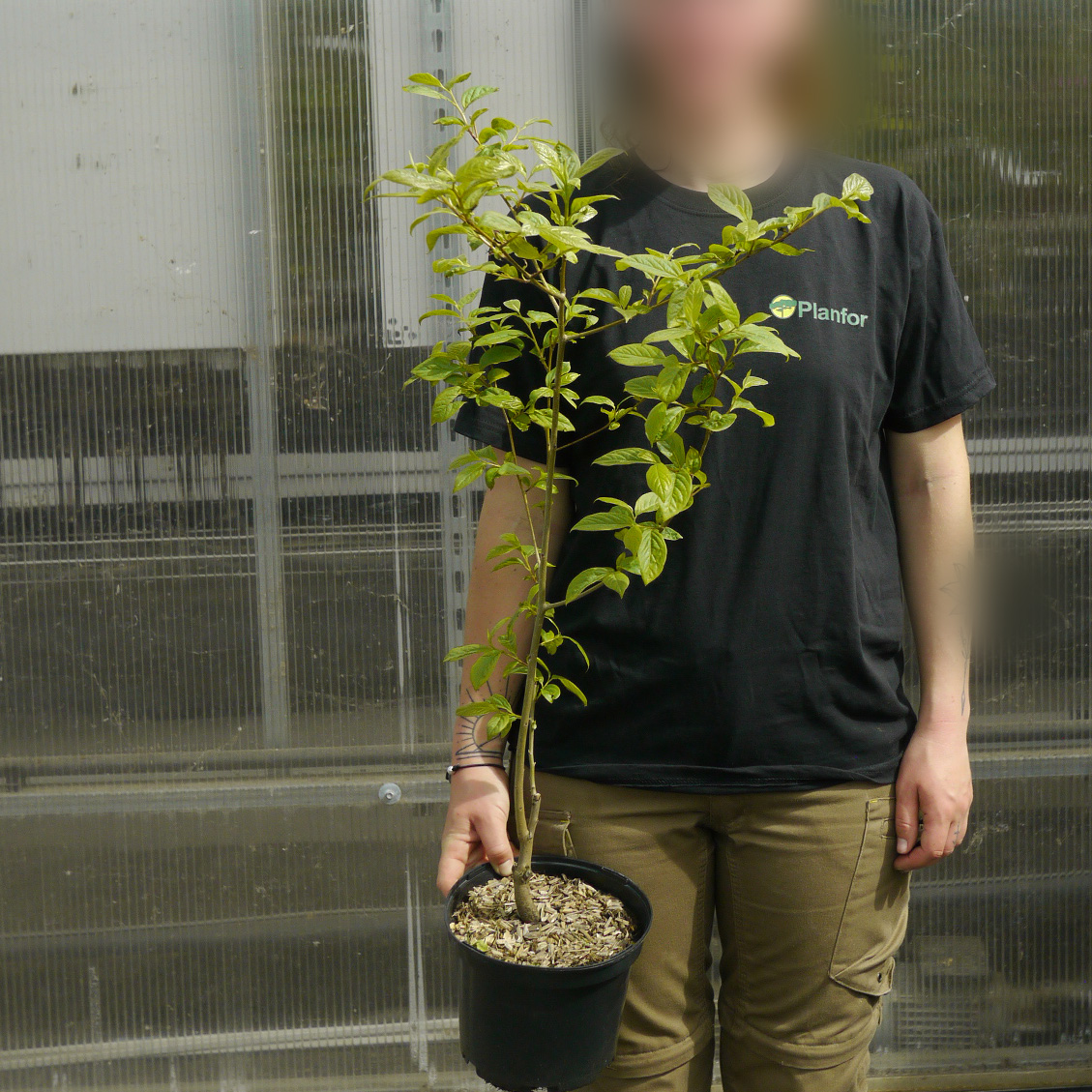 Diospireiro lotus, Caqui lilás, Caqui Caucasiano : venda Diospireiro ...