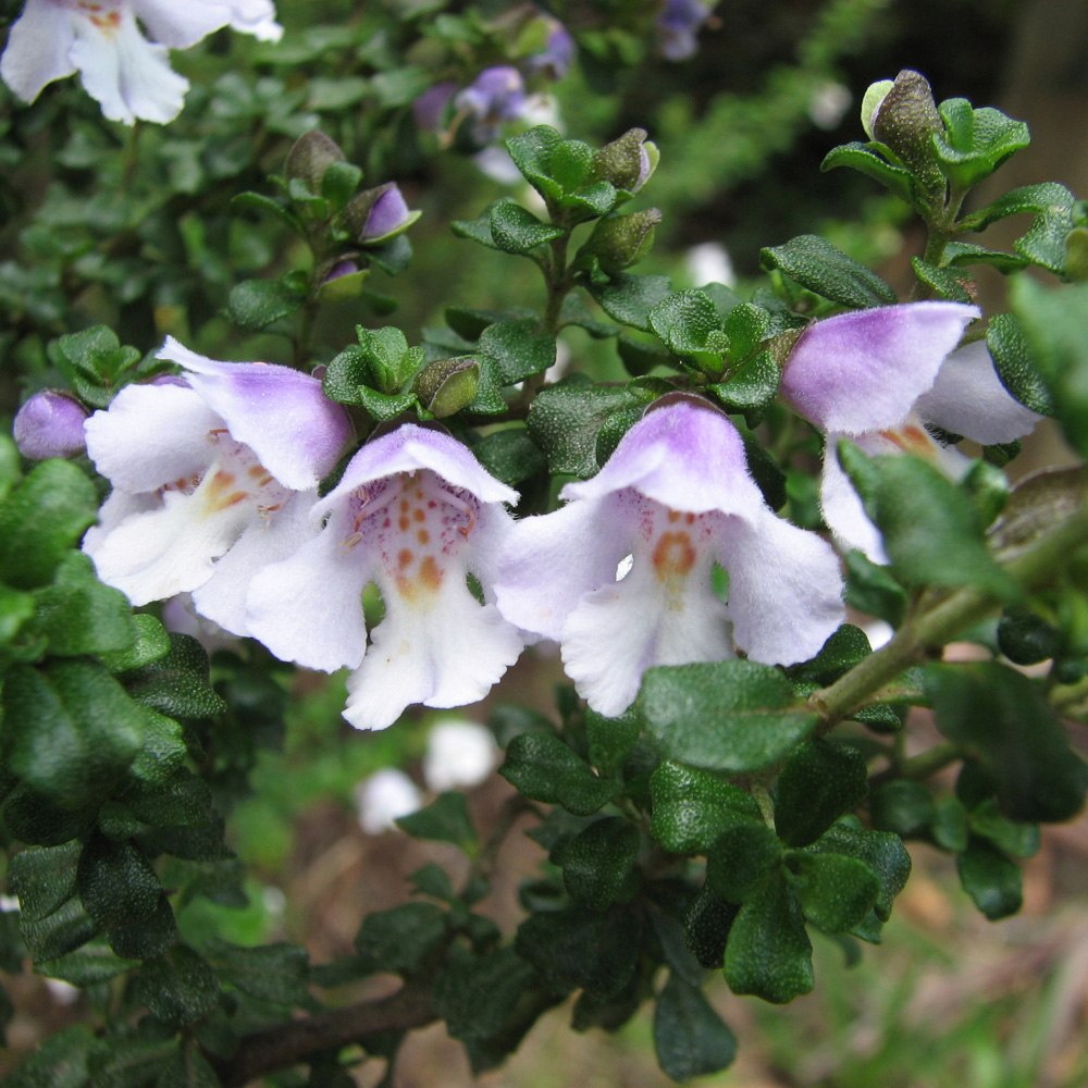 Menta australiana : venda Menta australiana / Prostanthera cuneata