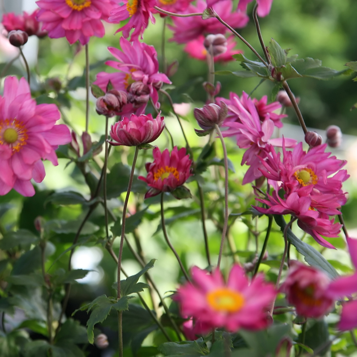 Anémona do Japão rosa-escuro : venda Anémona do Japão rosa-escuro ...