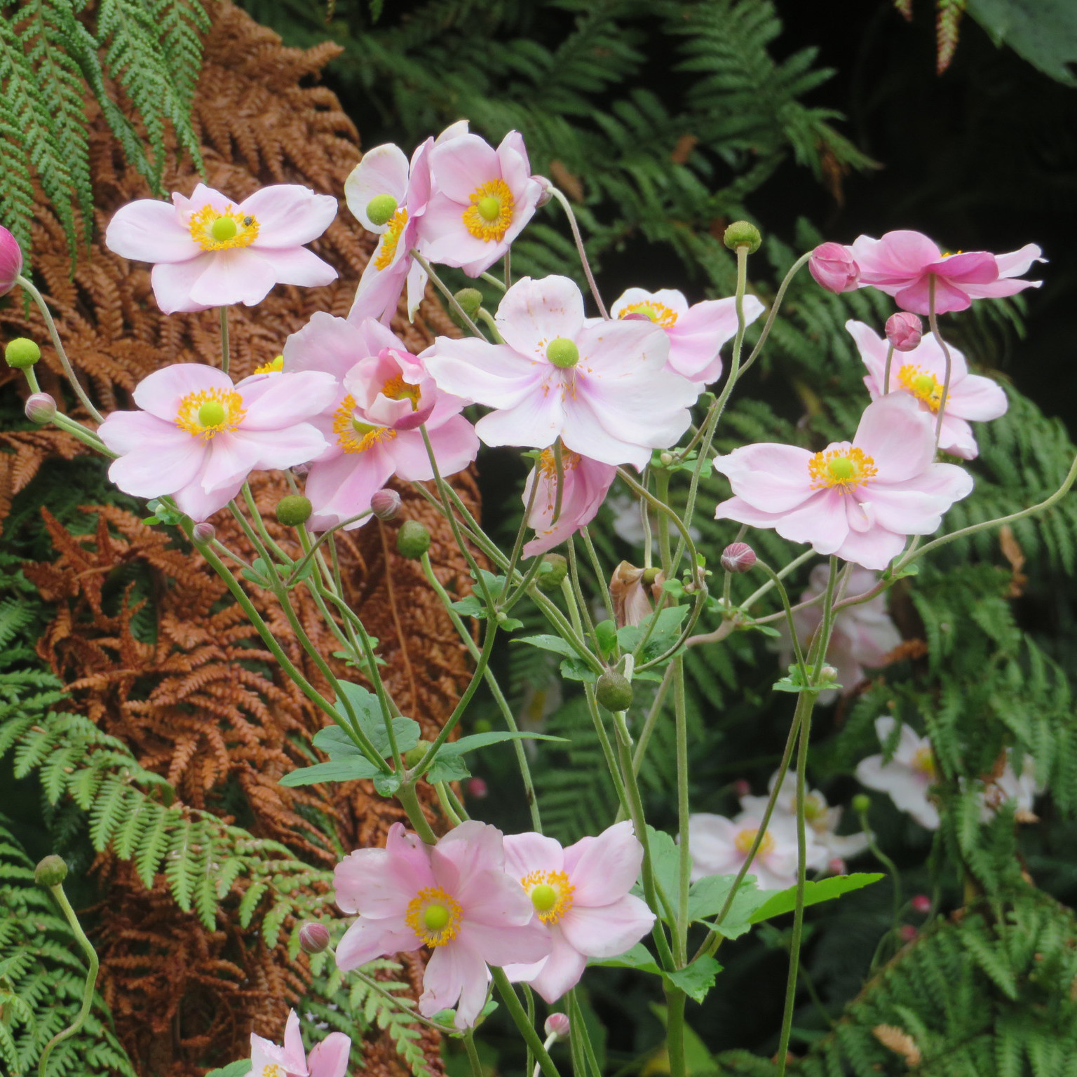 Anémona do Japão rosa : venda Anémona do Japão rosa / Anemone hupehensis