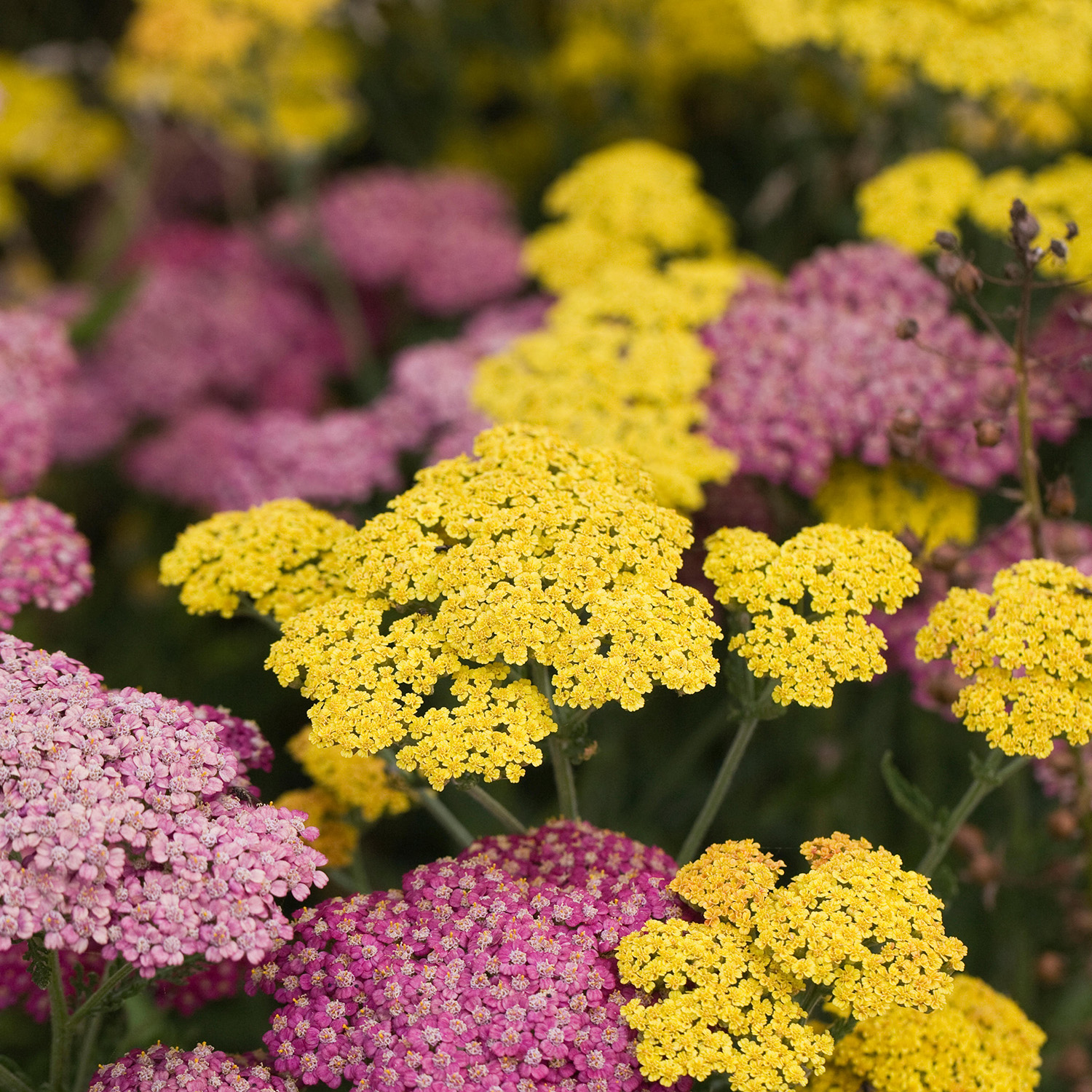 Achillea mil folhas rosa : venda Achillea mil folhas rosa / Achillea ...