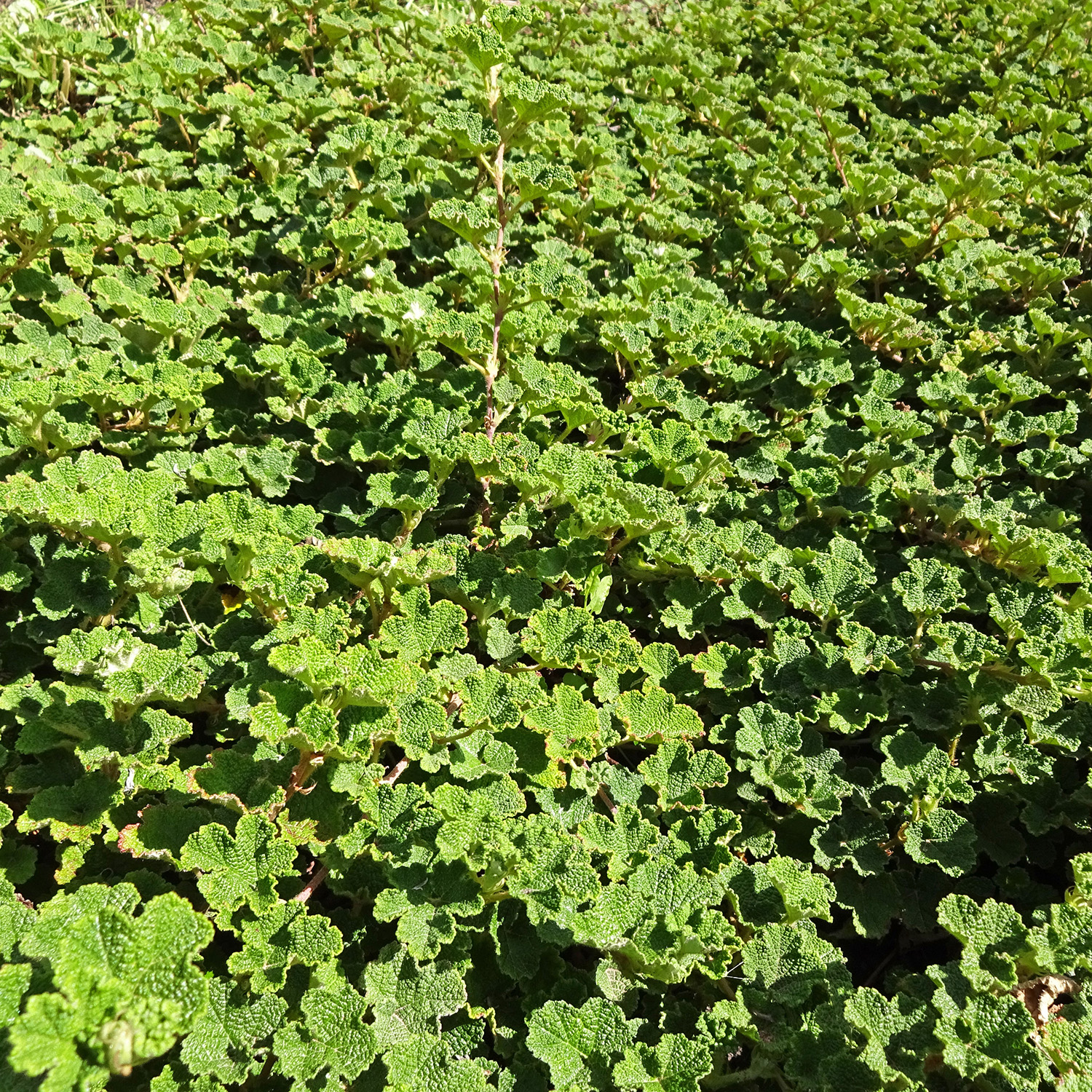 Framboesa laranja rastejante : venda Framboesa laranja rastejante ...