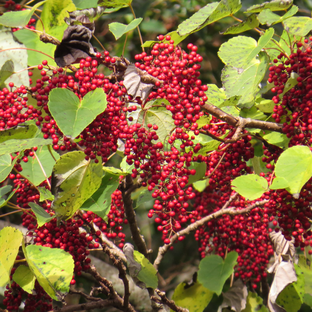 Idesia polycarpa : venda Idesia polycarpa / Idesia polycarpa