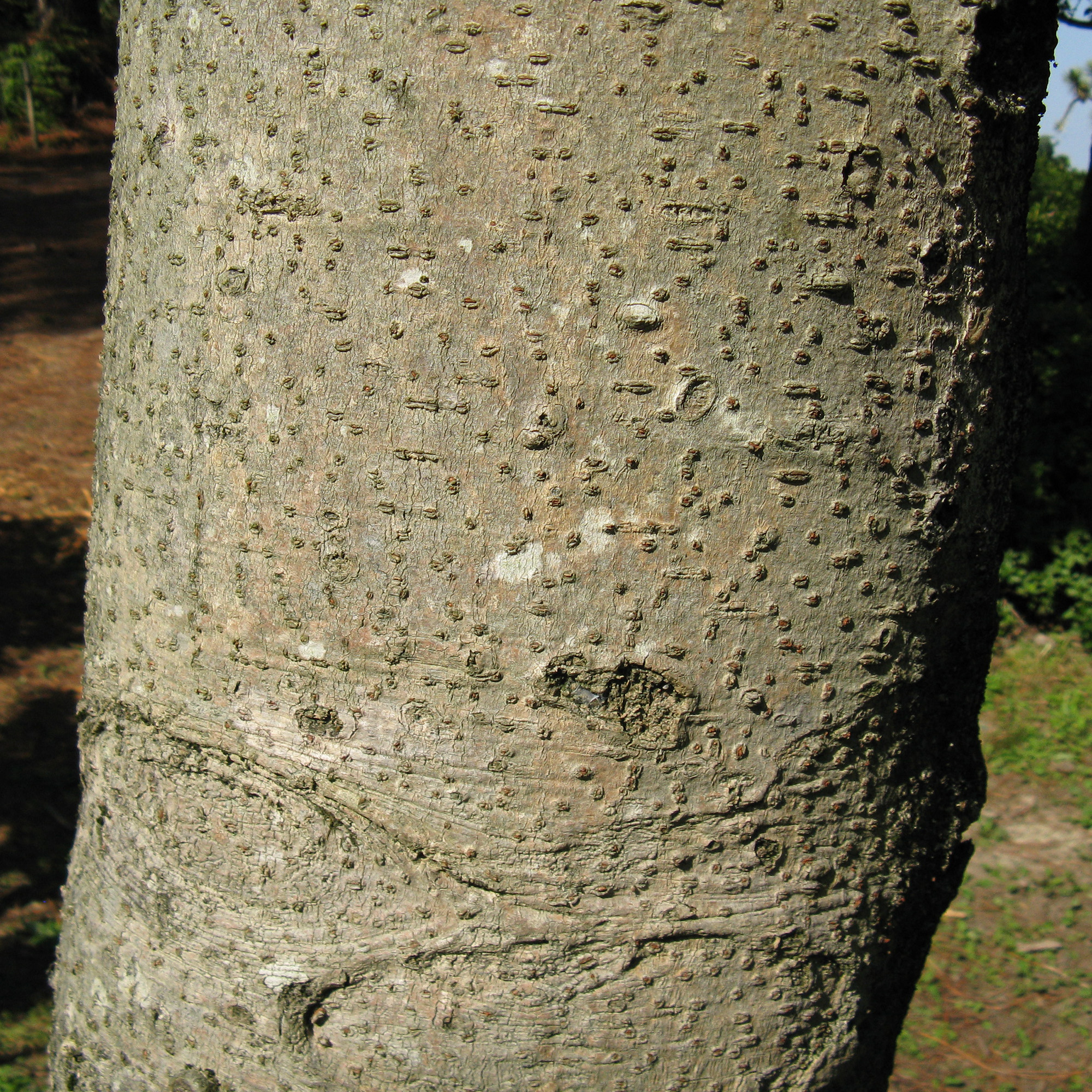 Idesia polycarpa : venda Idesia polycarpa / Idesia polycarpa